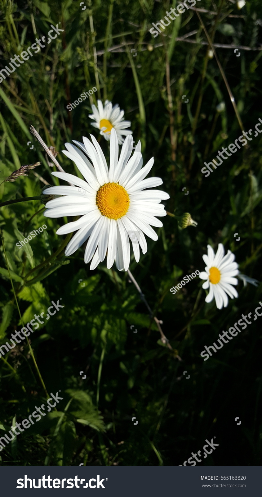 Native Daisy Background Stock Photo 665163820 | Shutterstock