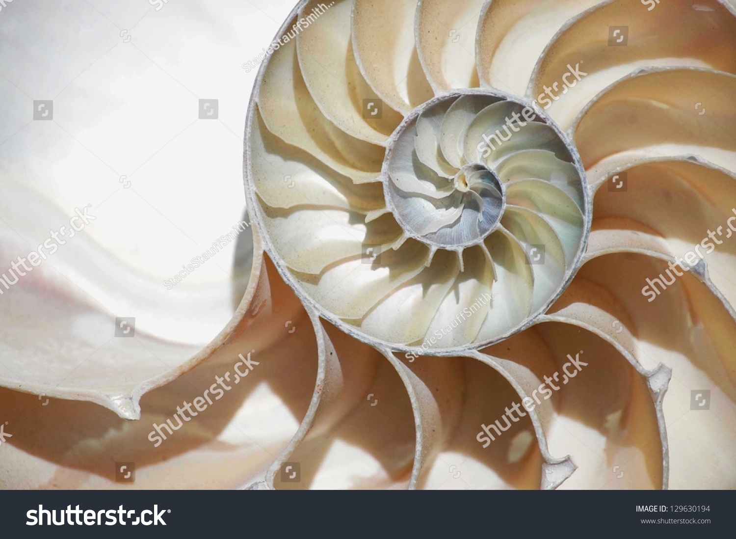 Nautilus Shell Section Stock Photo 129630194 - Shutterstock
