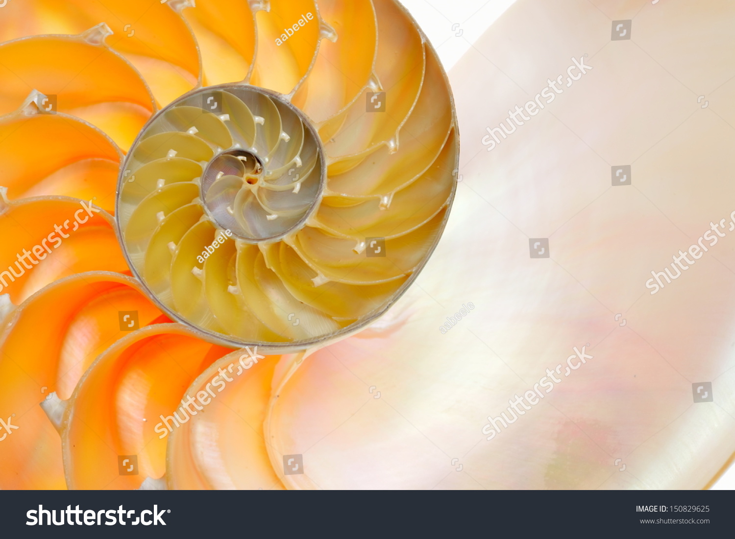 Nautilus Shell Section Stock Photo 150829625 : Shutterstock