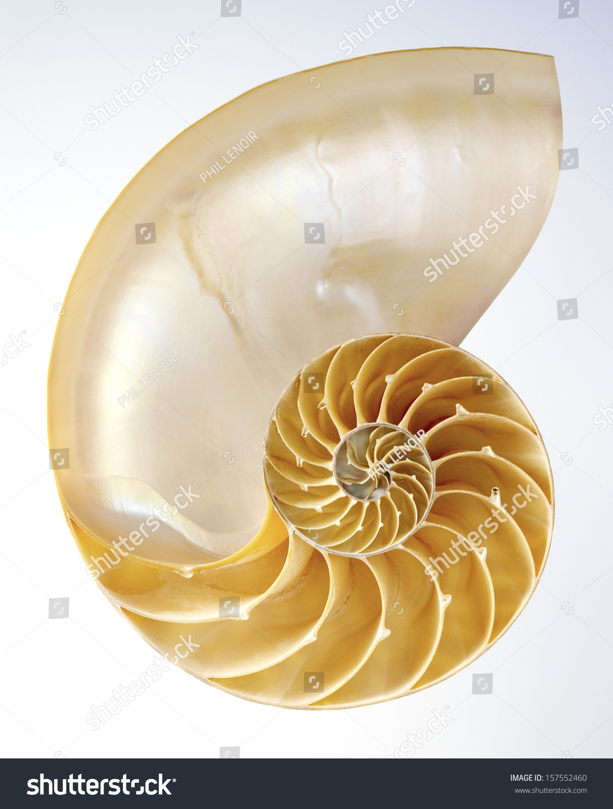 Nautilus Shell Section Stock Photo 157552460 : Shutterstock