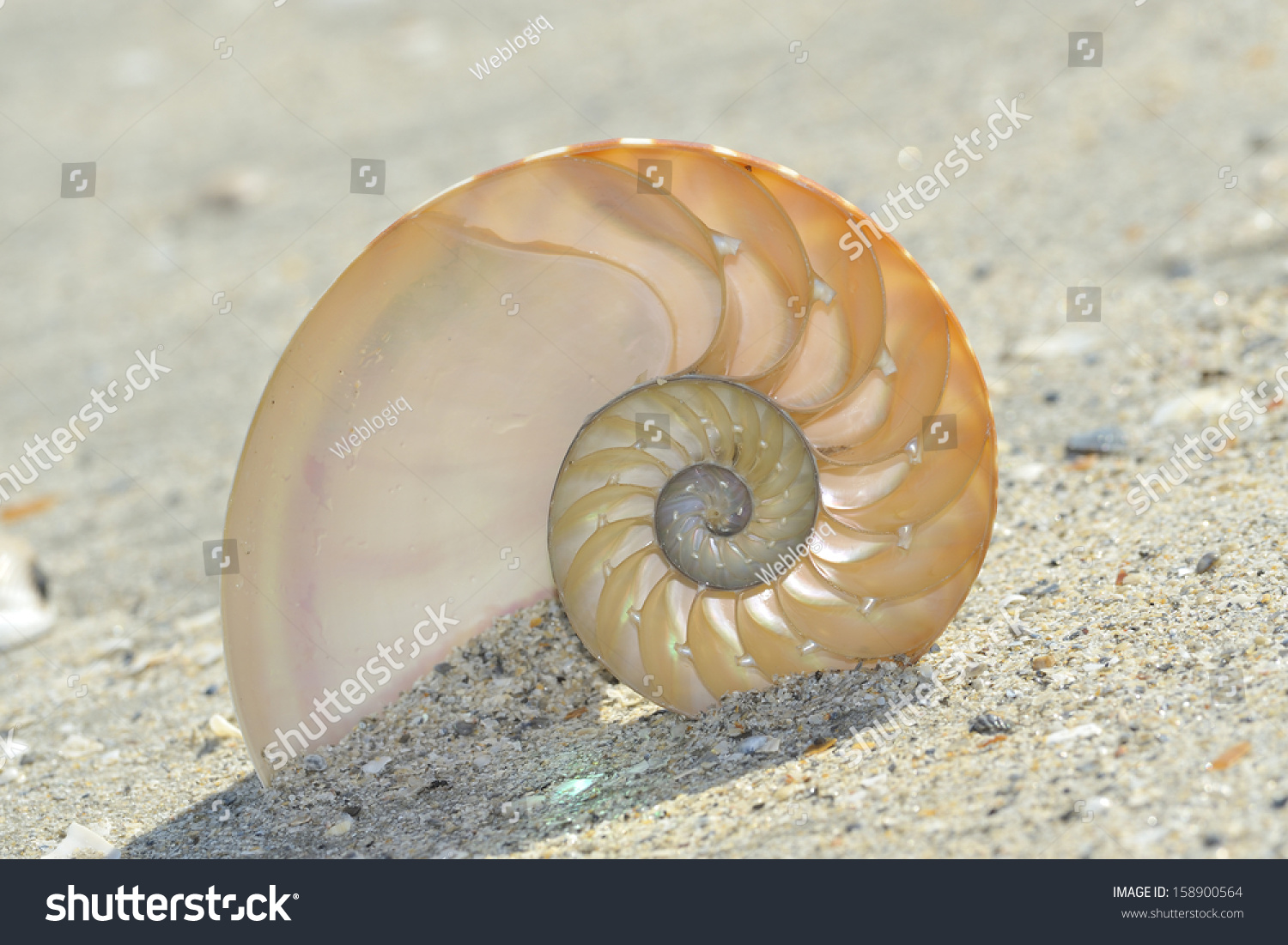 Nautilus Shell Section Stock Photo 158900564 : Shutterstock
