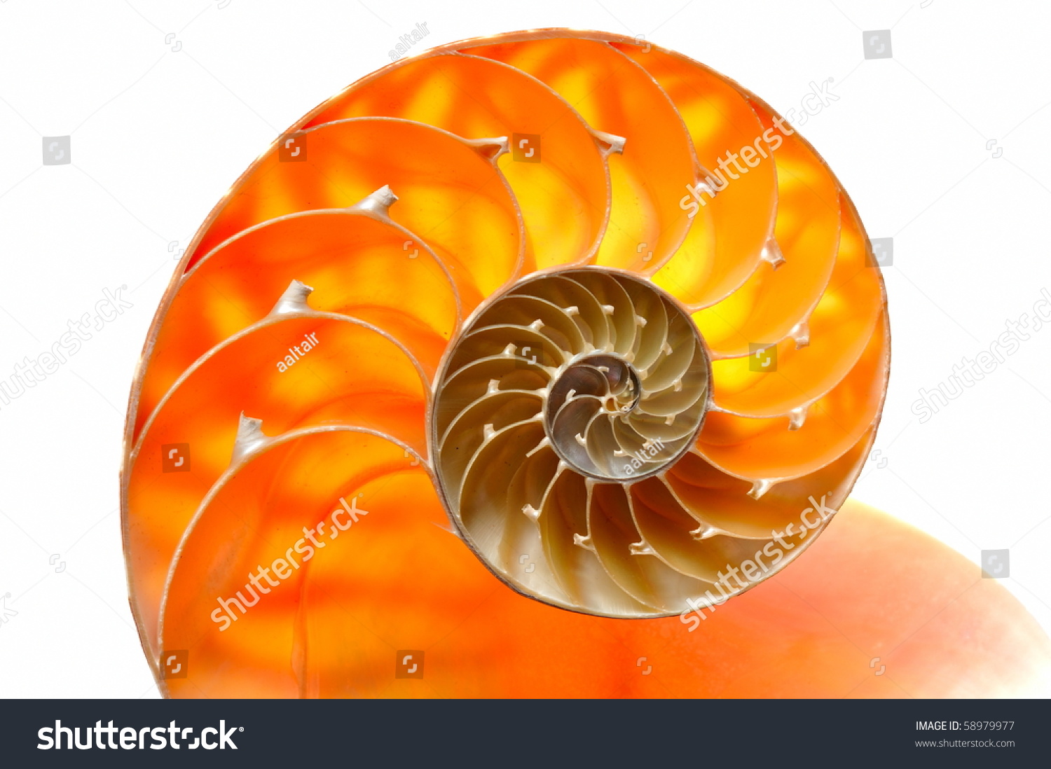 Nautilus Shell Section Stock Photo 58979977 : Shutterstock