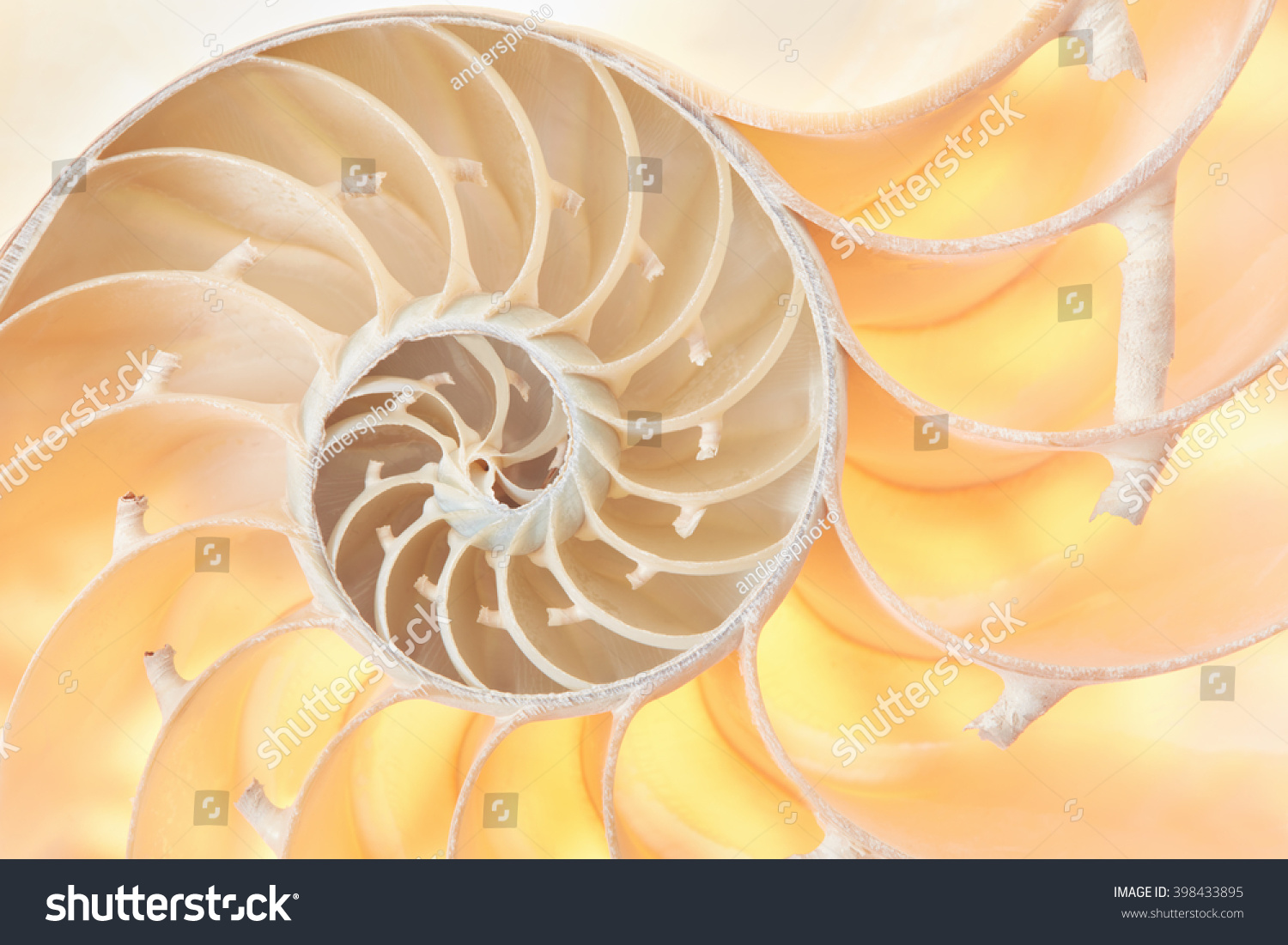 Nautilus Shell Section Perfect Fibonacci Pattern Stock Photo 398433895 ...