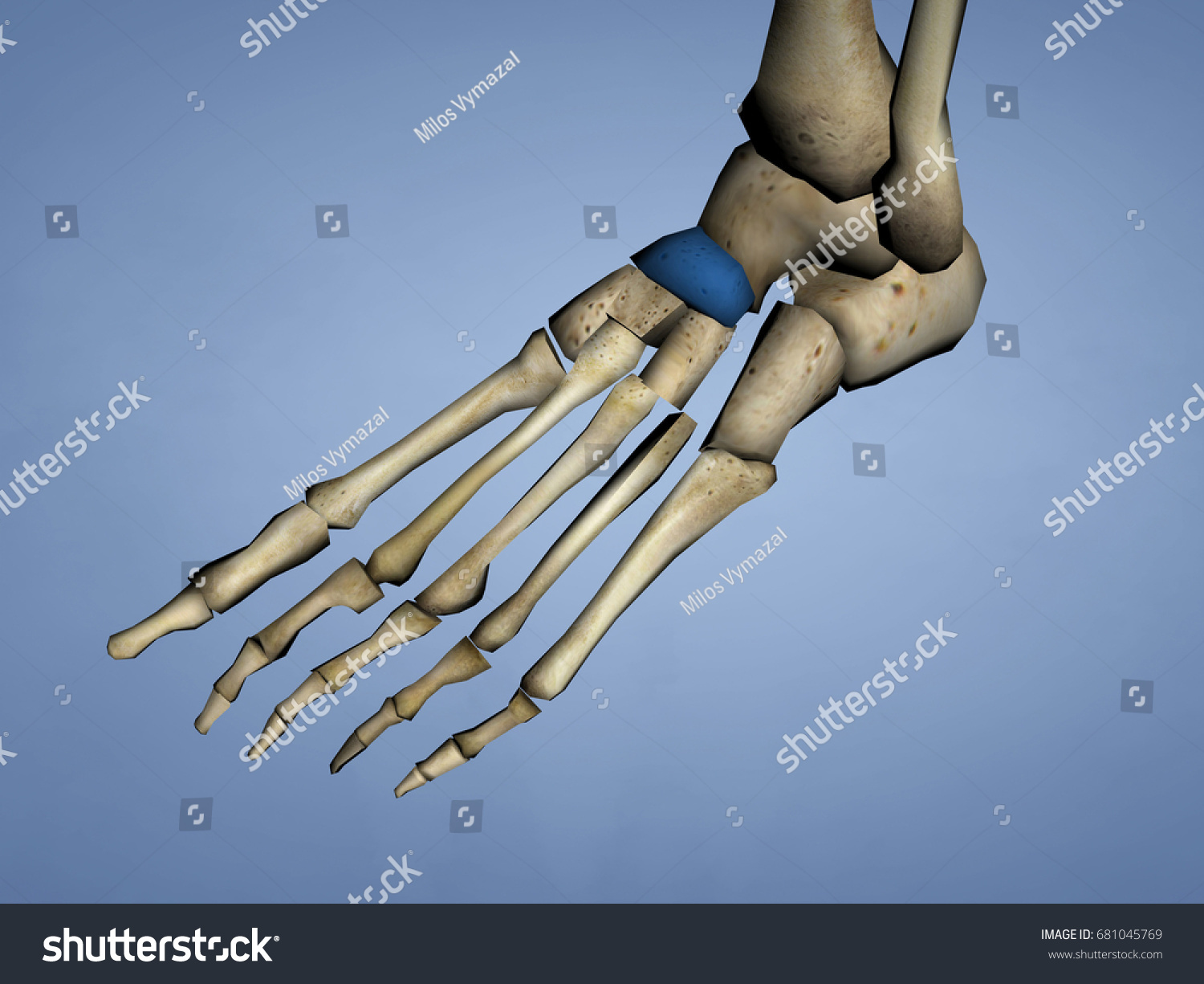 Navicular Bone 3d Model 스톡 일러스트 681045769 | Shutterstock