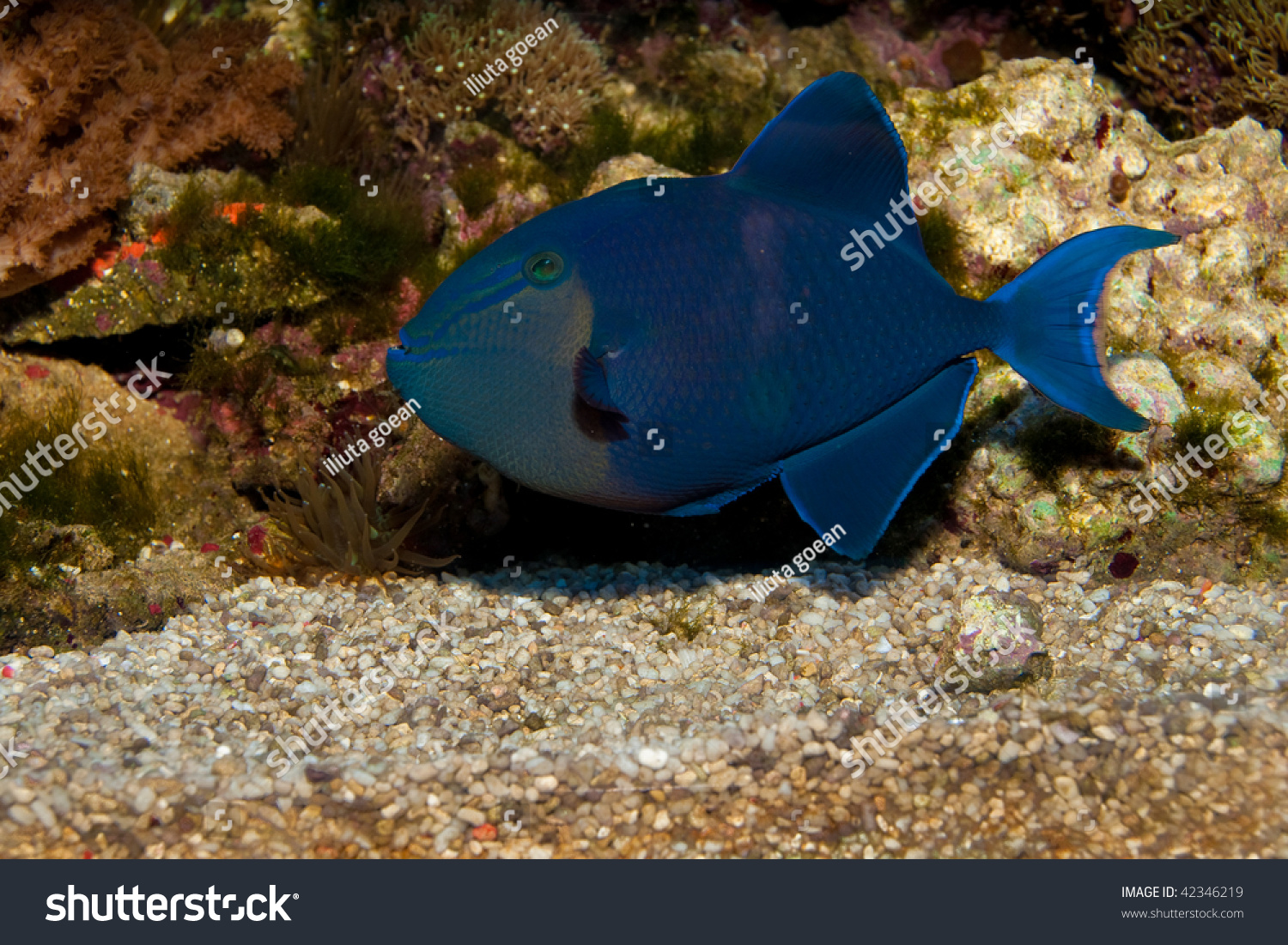 Niger Triggerfish Stock Photo 42346219 : Shutterstock