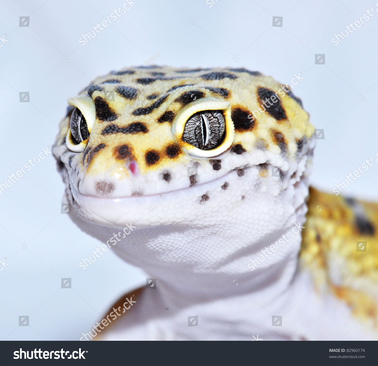 Normal Leopard Gecko Stock Photo 82960174 - Shutterstock