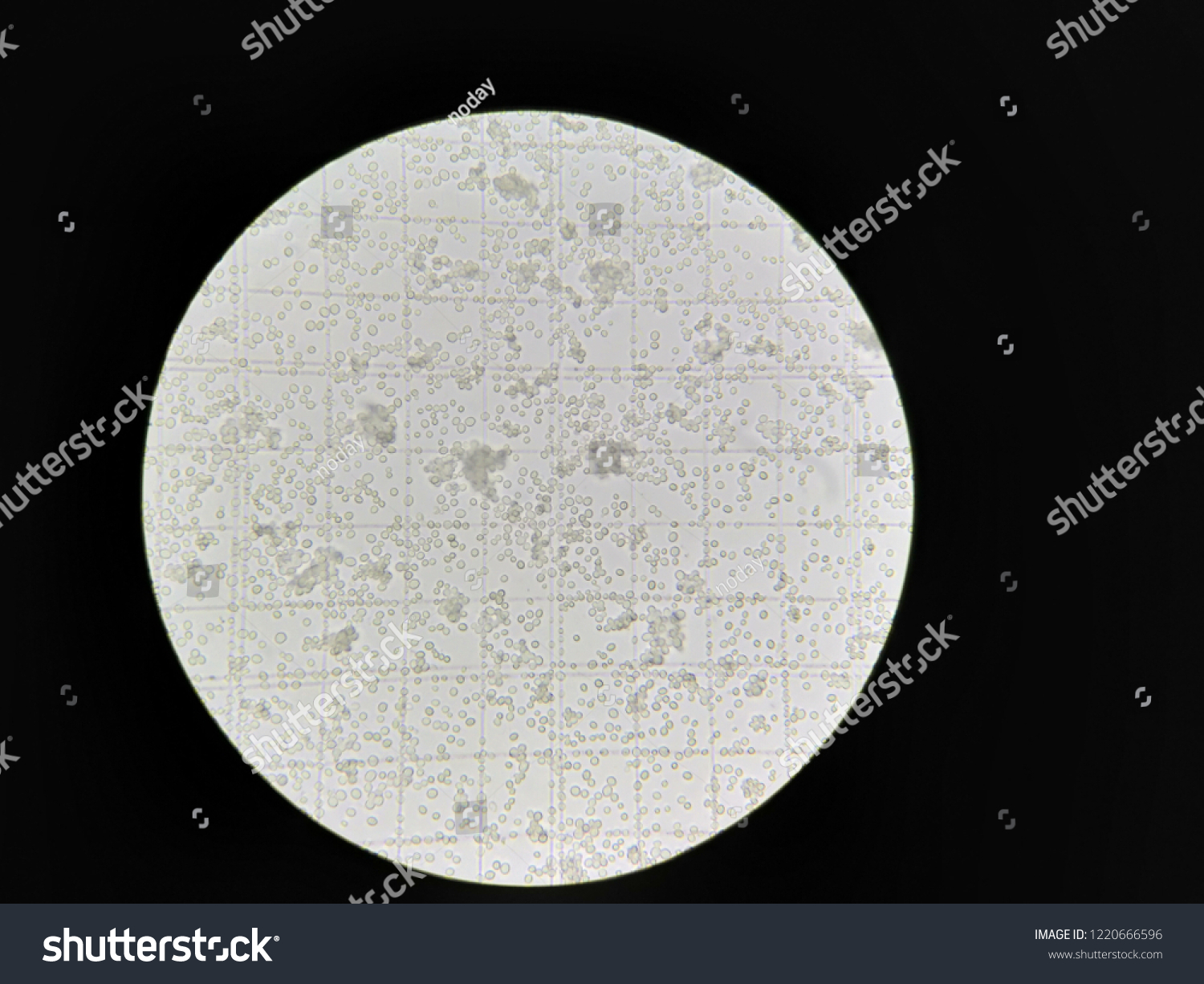 Observing Microorganisms Using Optical Microscope Stock Photo (Edit Now ...