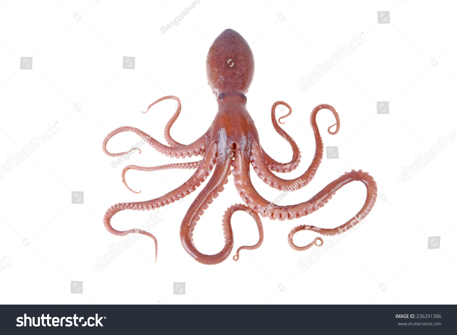 Octopus Stock Photo 236291386 | Shutterstock
