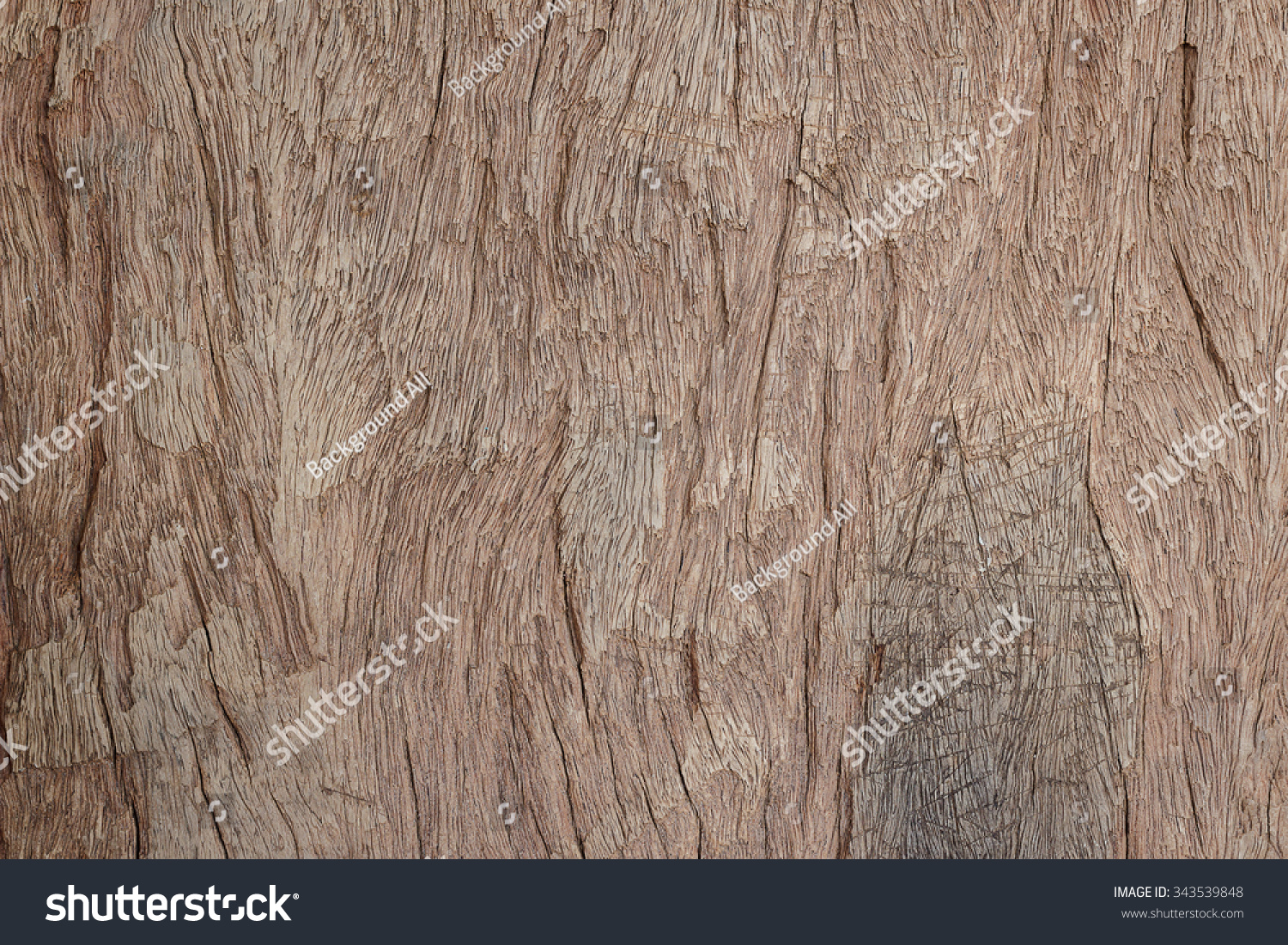 Old Tree Texture Background Stock Photo 343539848 | Shutterstock