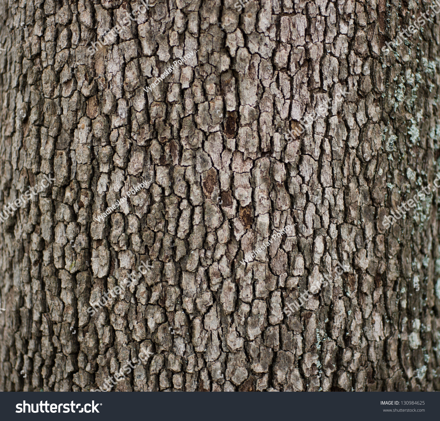Old Wood Texture Tree
