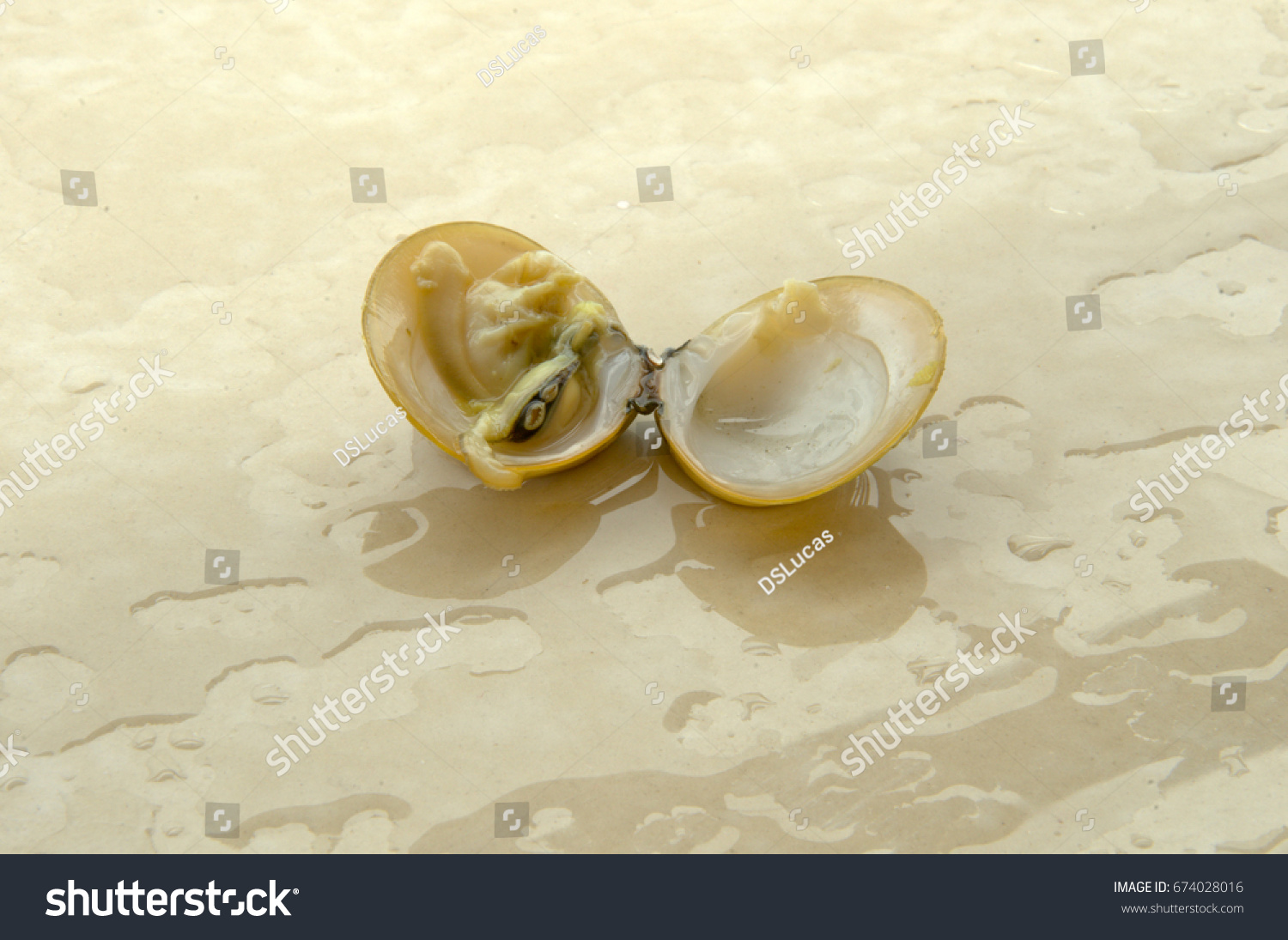 Opened Clam Shell Fish Stock Photo (Edit Now) 674028016