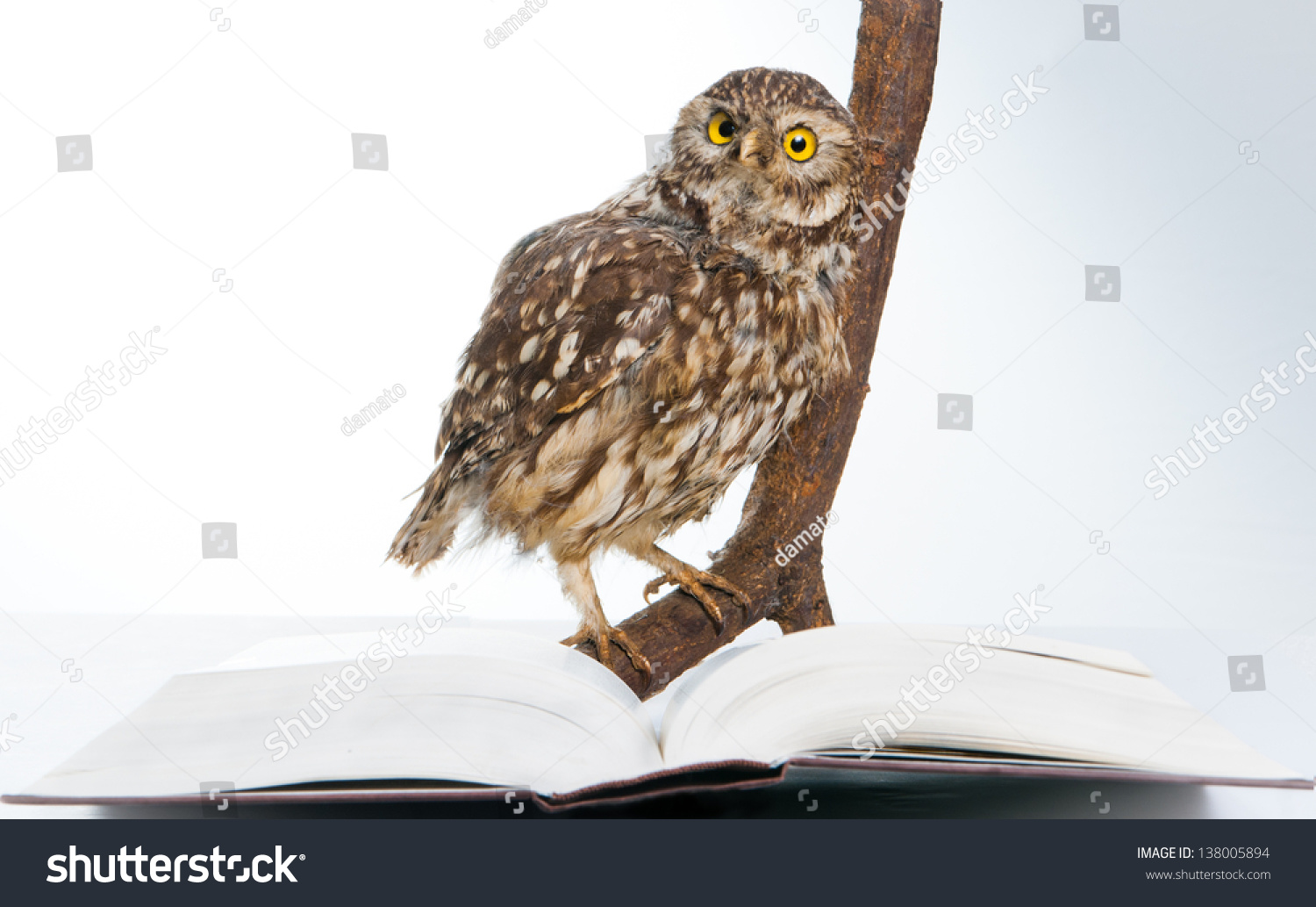 Owl While Studying Stock Photo 138005894 : Shutterstock