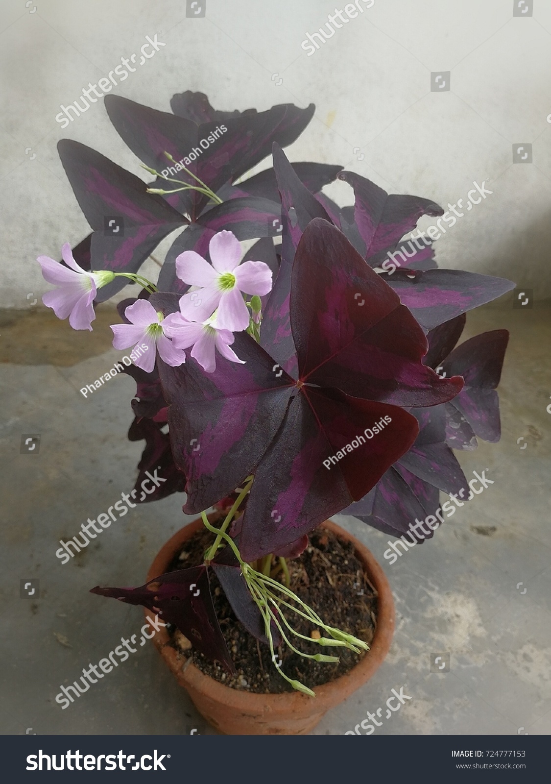 Oxalis Triangularis Stock Photo 724777153 | Shutterstock