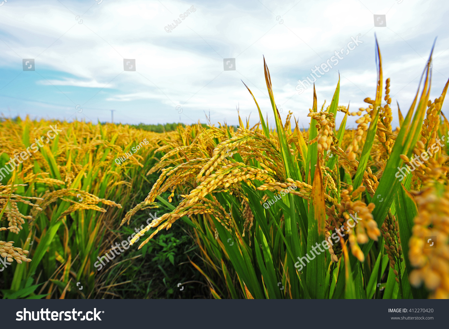 Paddy Fields Stock Photo 412270420 | Shutterstock
