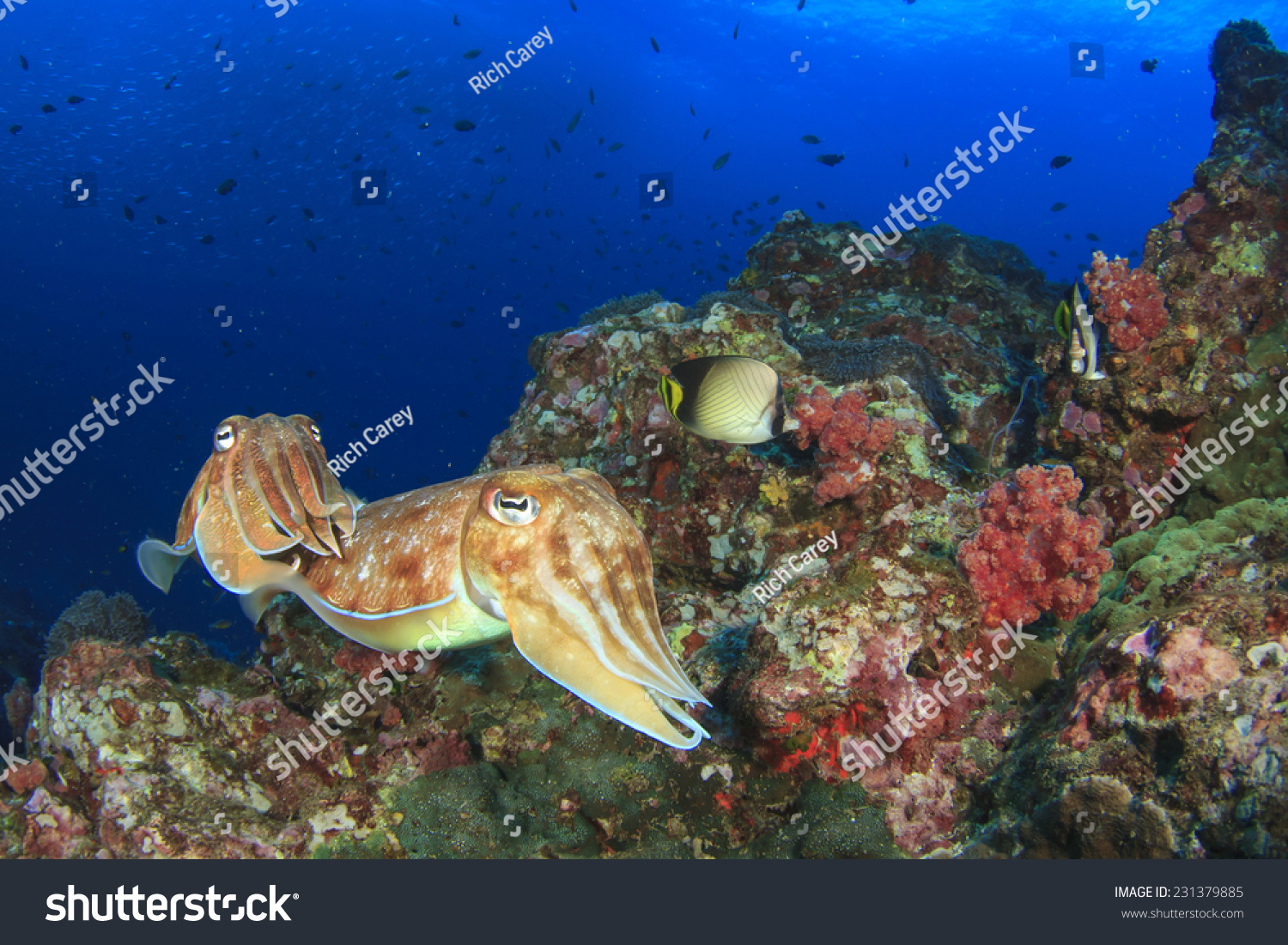 Pair Cuttlefish Mating Stock Photo 231379885 | Shutterstock