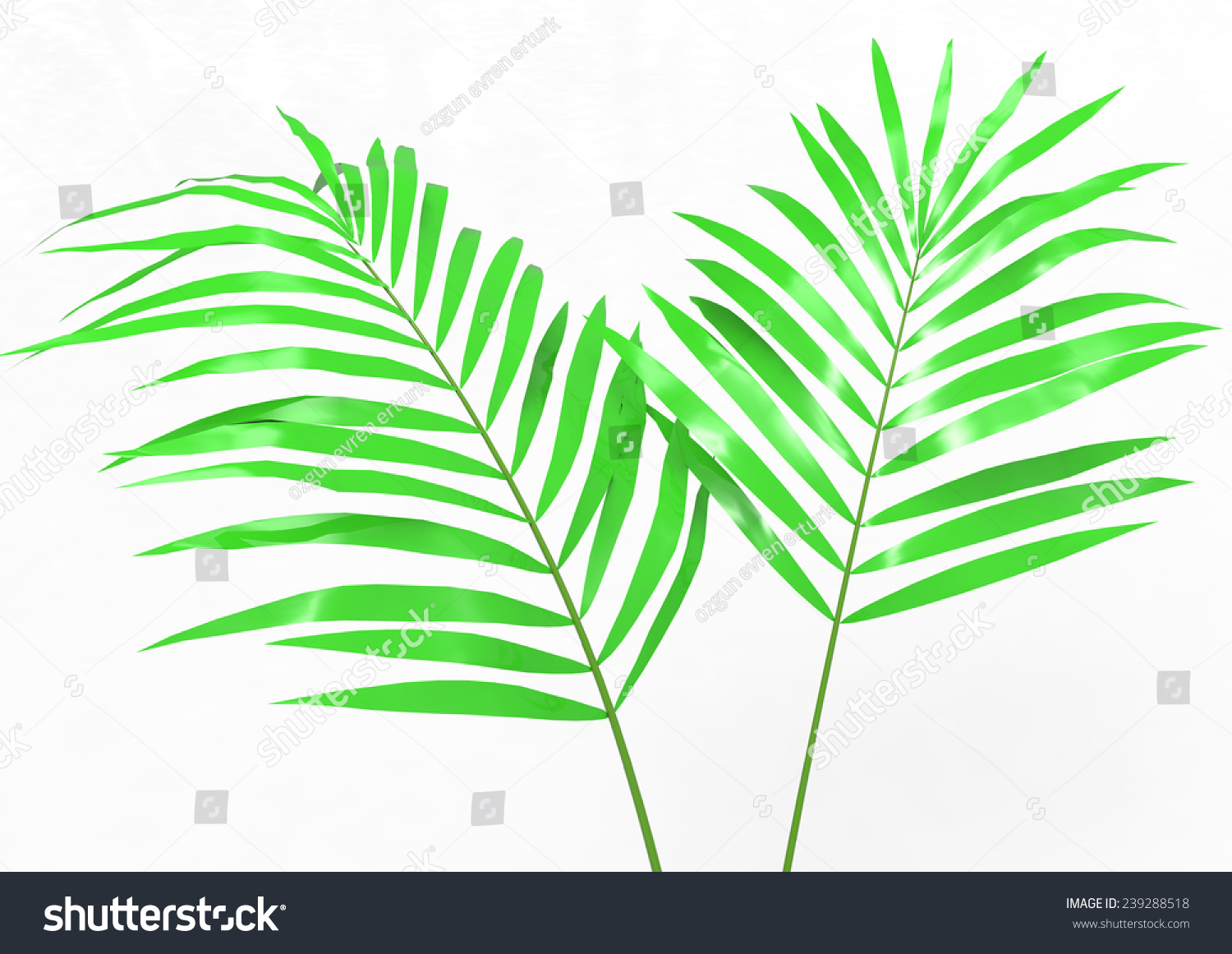 Palm Tree Stock Illustration 239288518 - Shutterstock