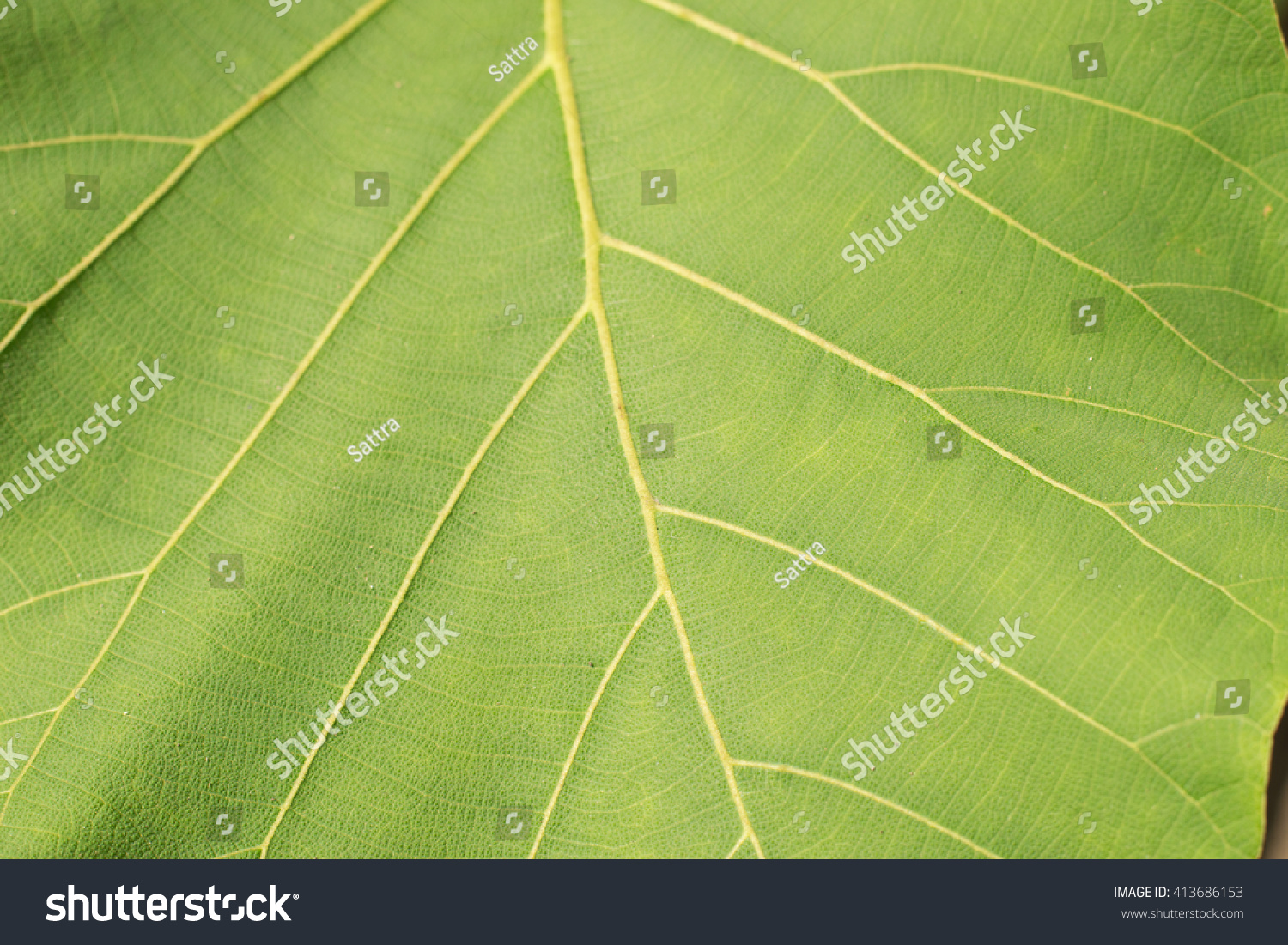 Parallel Venation Stock Photo 413686153 | Shutterstock