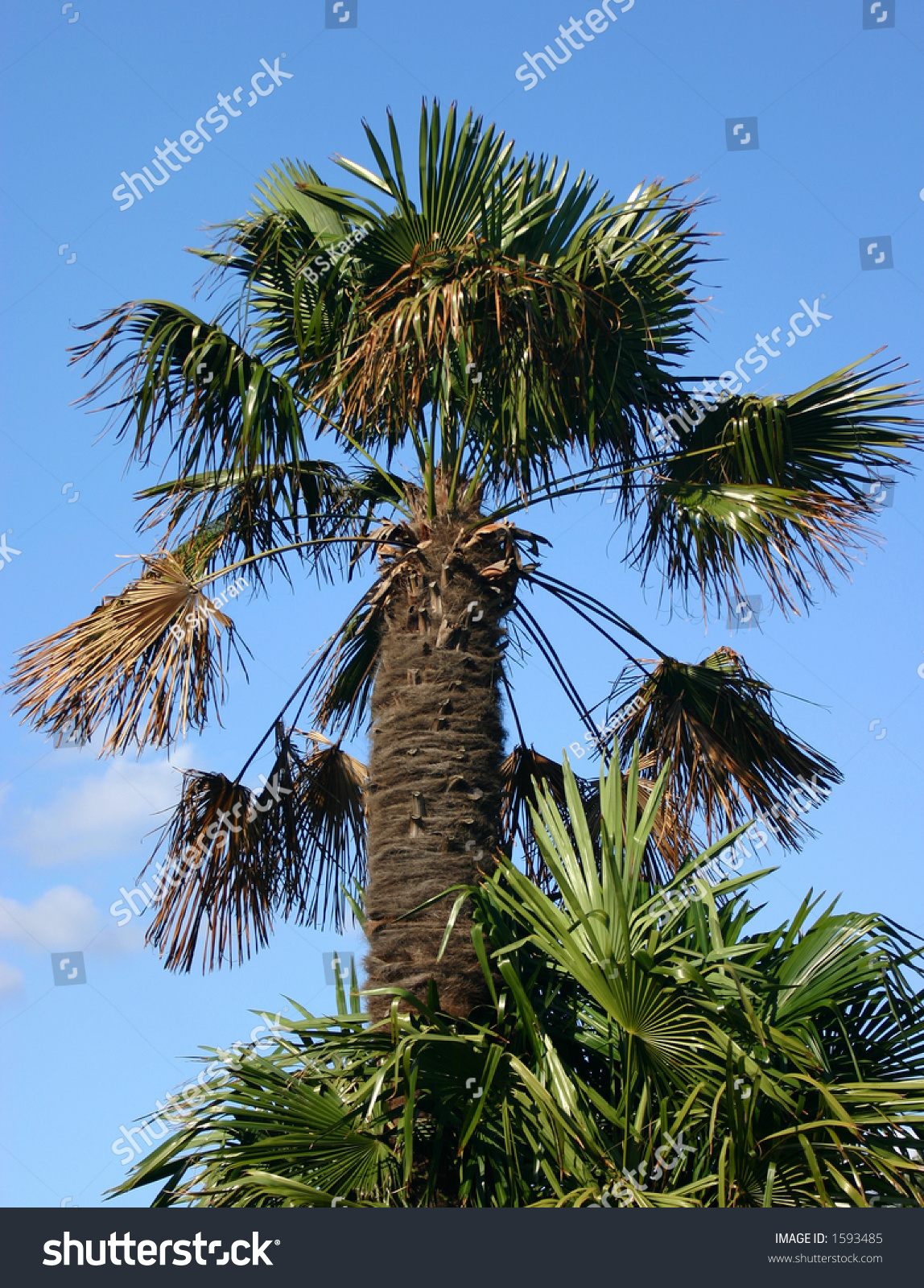 Parm Tree Stock Photo (Edit Now) 1593485