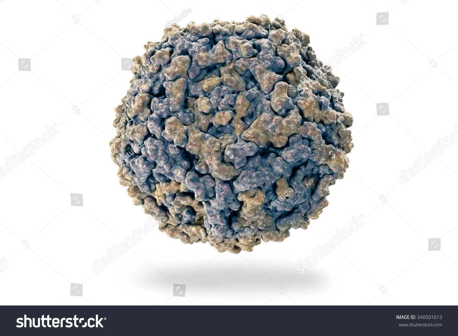 Parvovirus B19 Structure Human Parvovirus B19 Stock Illustration 340501613 Shutterstock