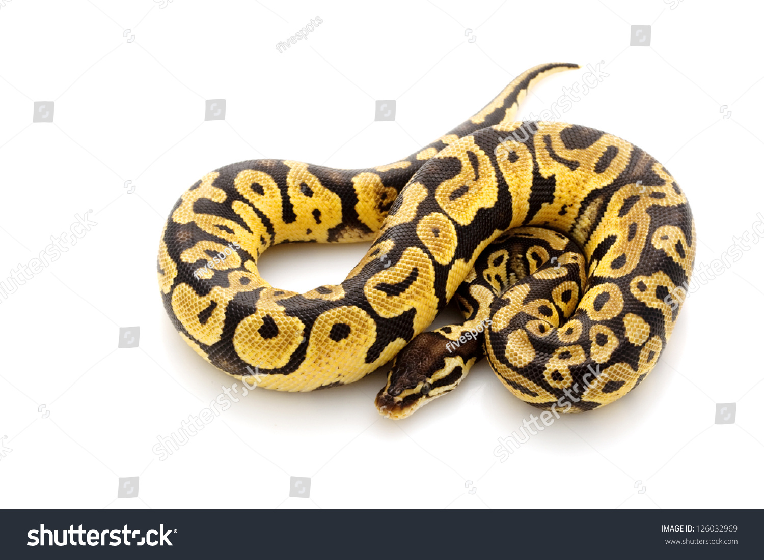 Pastel Ball Python Python Regius Isolated Foto de stock 126032969 ...