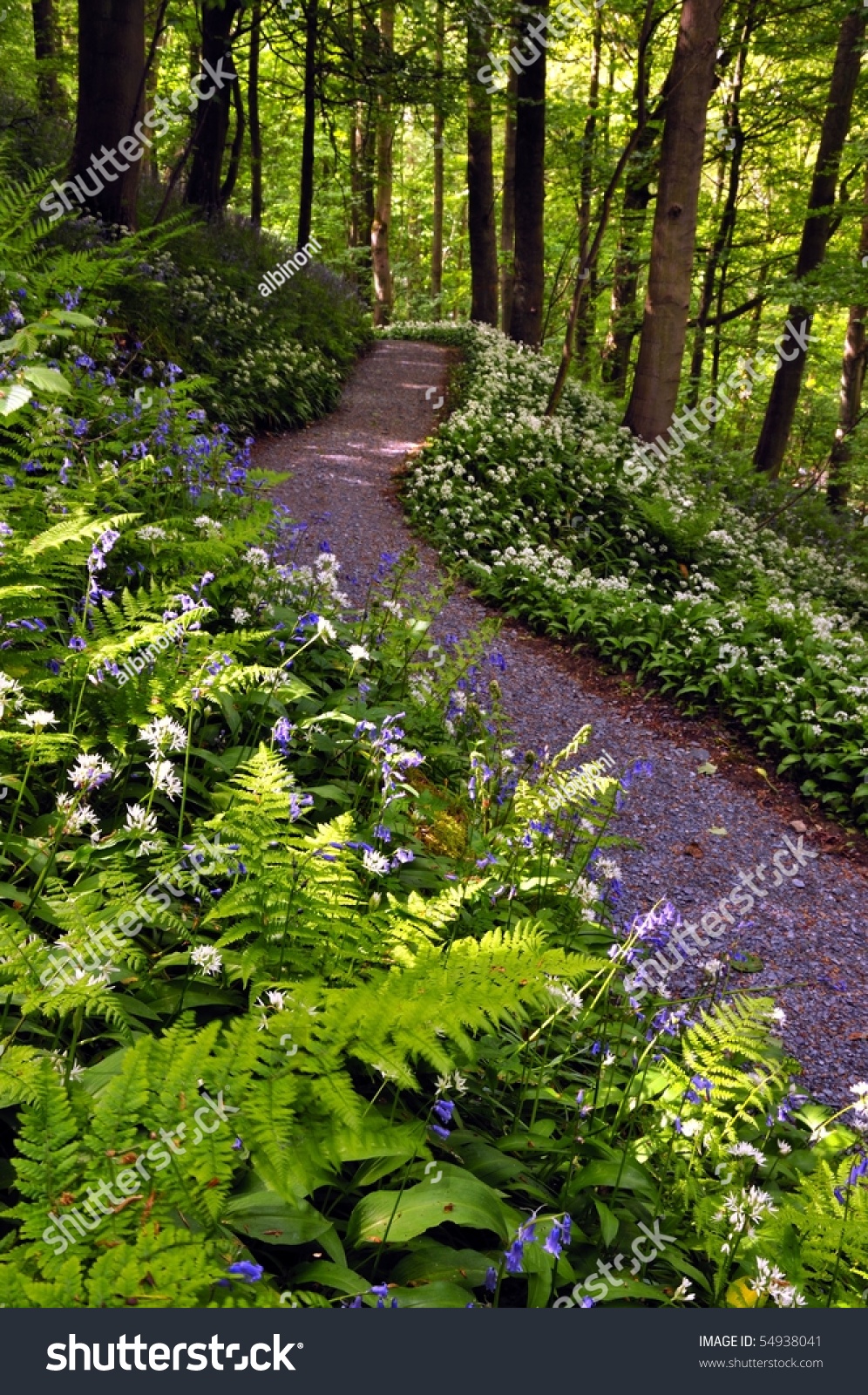 Path Through Woodland Flowers Stock Photo 54938041 : Shutterstock Path Through Woodland Flowers Stock Photo 54938041 : Shutterstock