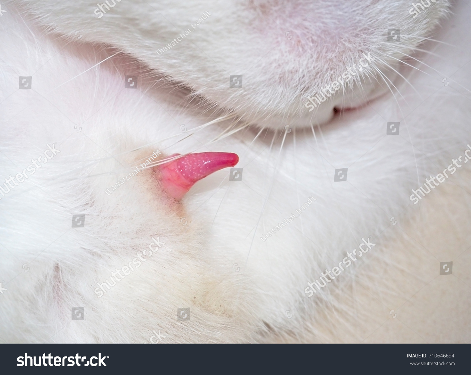 183 рез по запросу Cat Penis — изображения стоковые фотографии и векторная графика