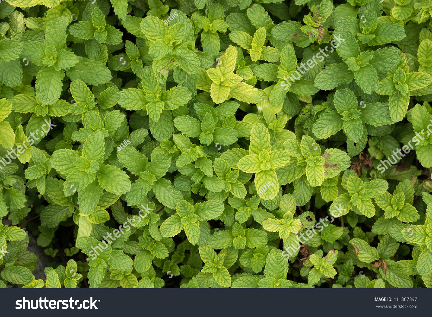 Peppermint Stock Photo 411867397 - Shutterstock