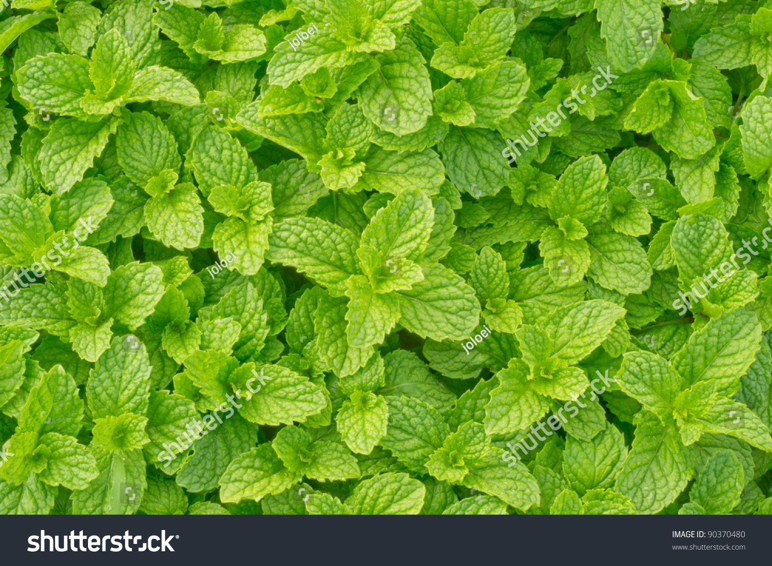 Peppermint Stock Photo 90370480 : Shutterstock