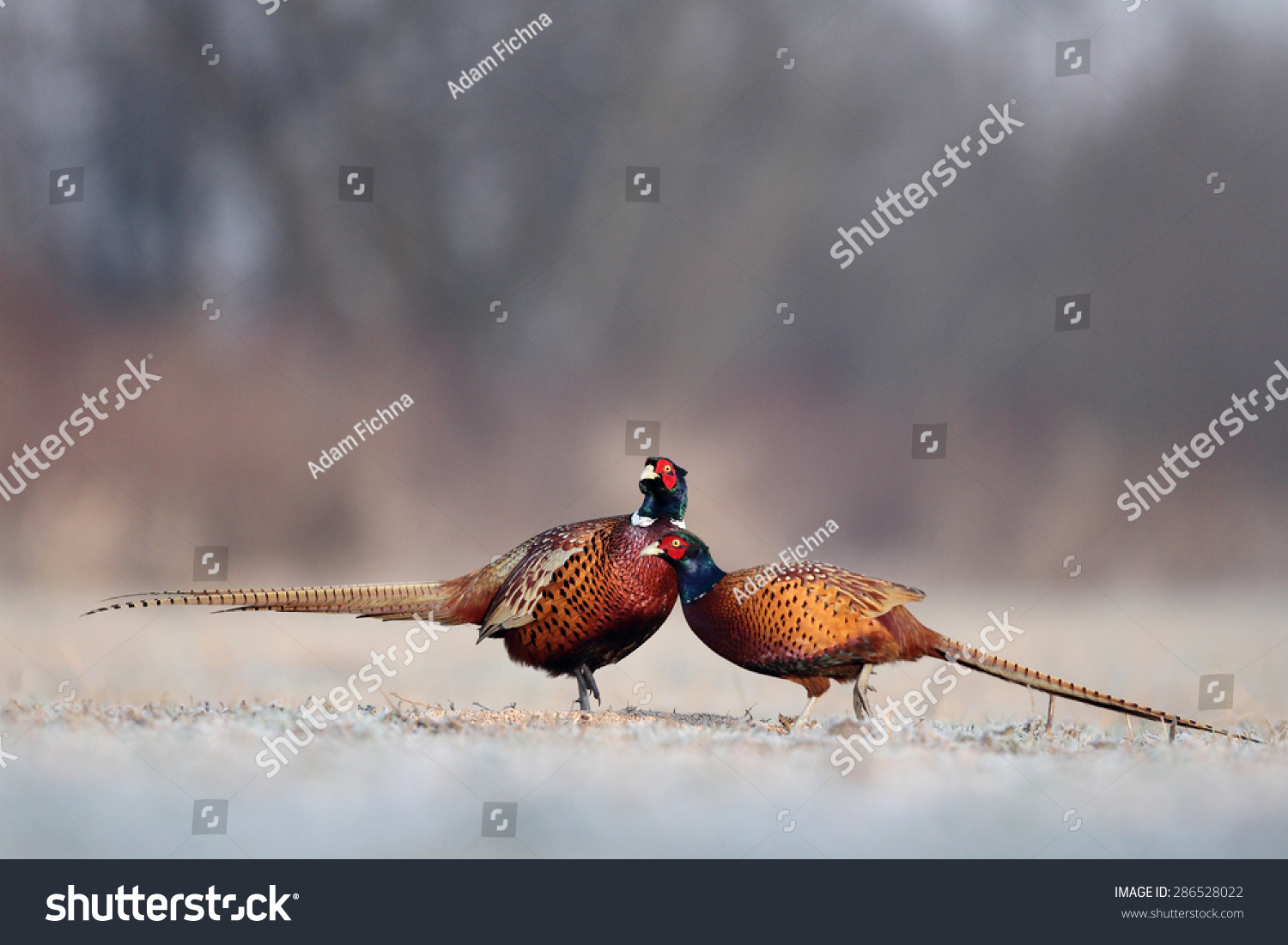 7,381 Pheasant hunting background Images, Stock Photos & Vectors ...