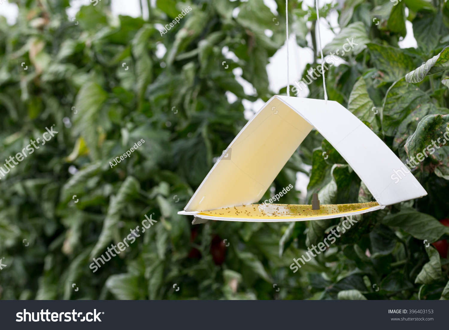 534 Pheromone traps Images, Stock Photos & Vectors | Shutterstock