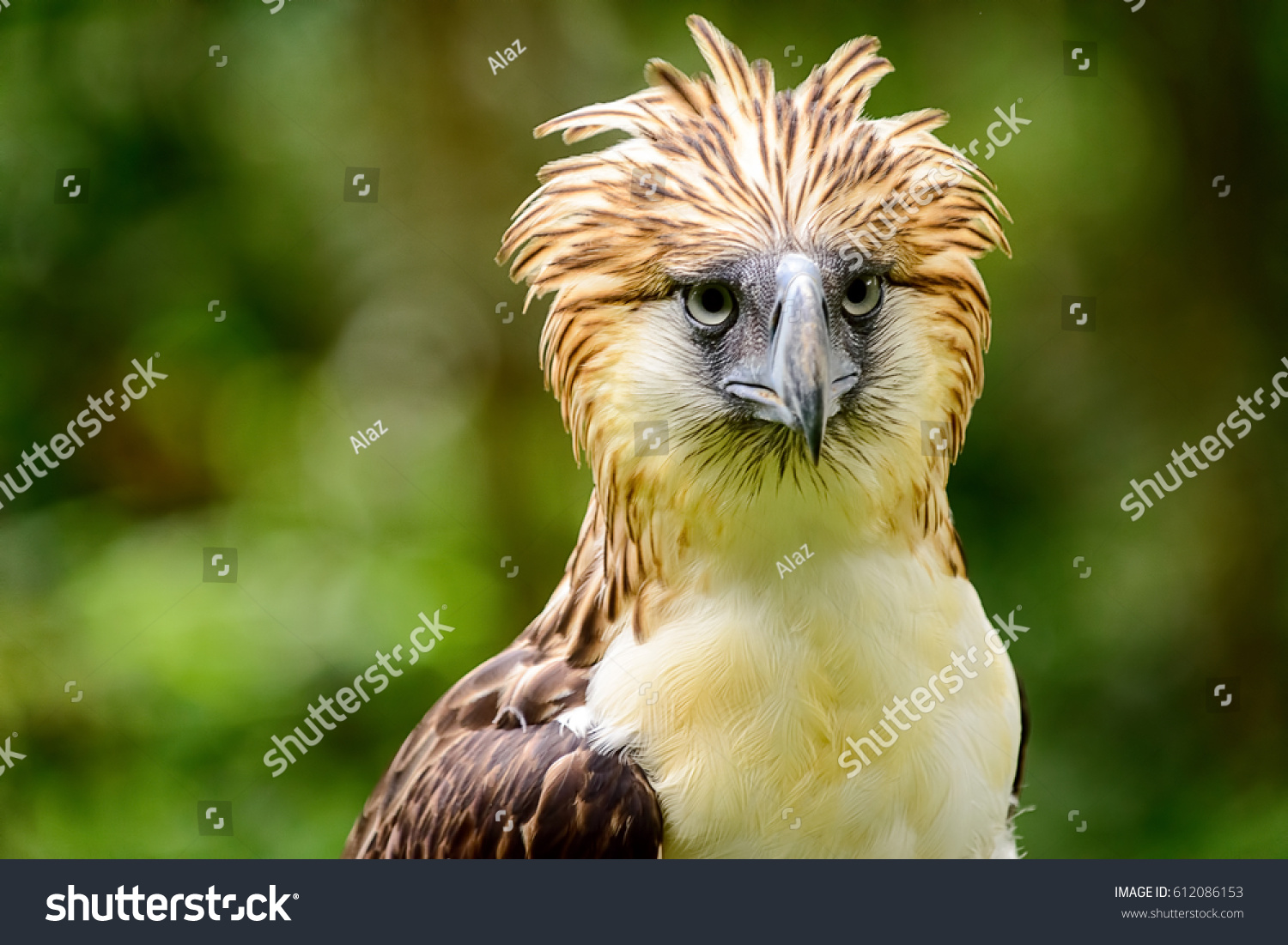 Haribon Images, Stock Photos & Vectors | Shutterstock