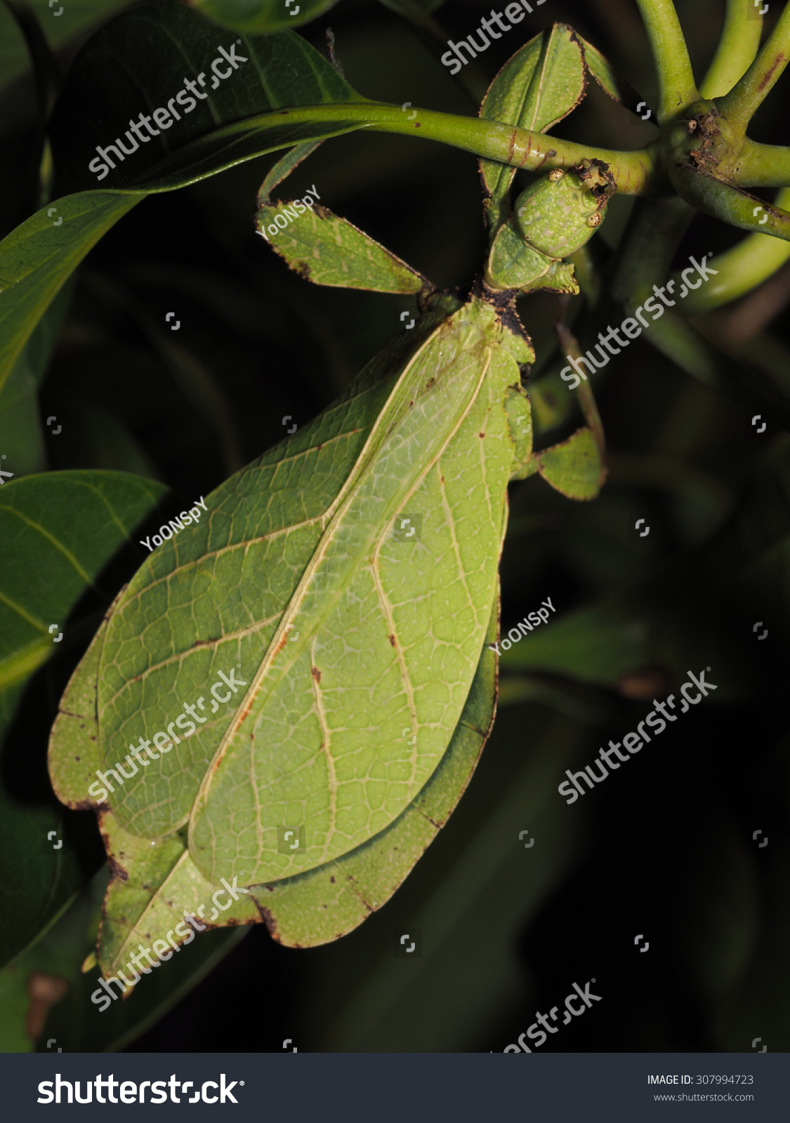 Phylliidae Leaf Mantis Stock Photo 307994723 - Shutterstock