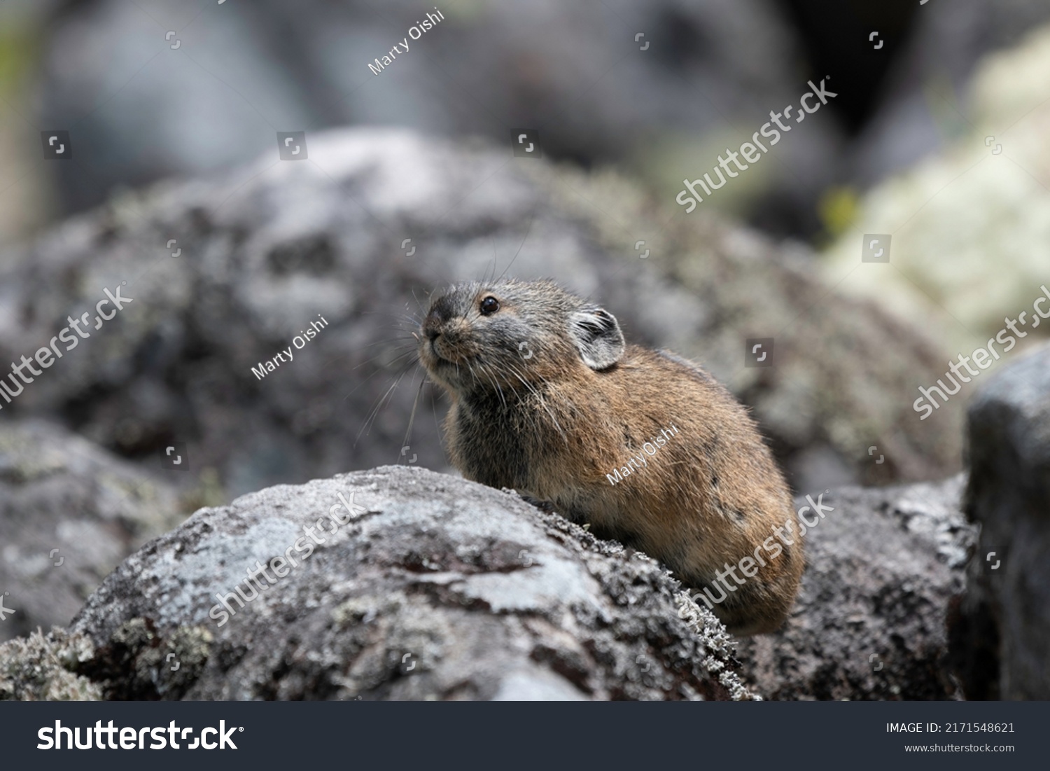 Pika On Scree Slope Side Komadome Stock Photo 2171548621 | Shutterstock Pika On Scree Slope Side Komadome Stock Photo 2171548621 | Shutterstock