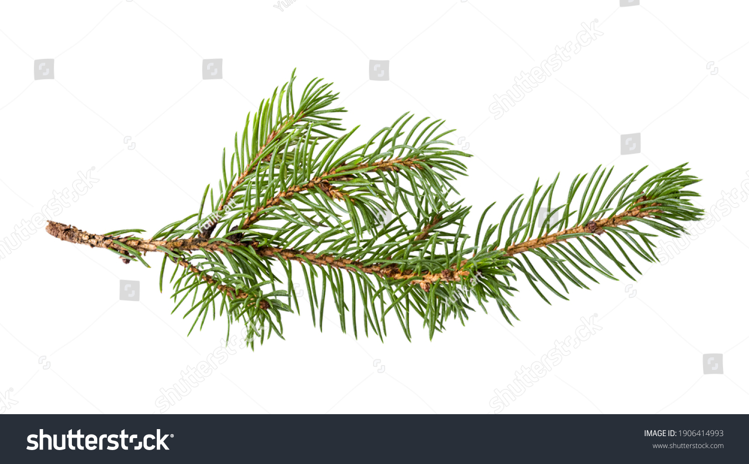259,318 Pine branch isolated Images, Stock Photos & Vectors | Shutterstock