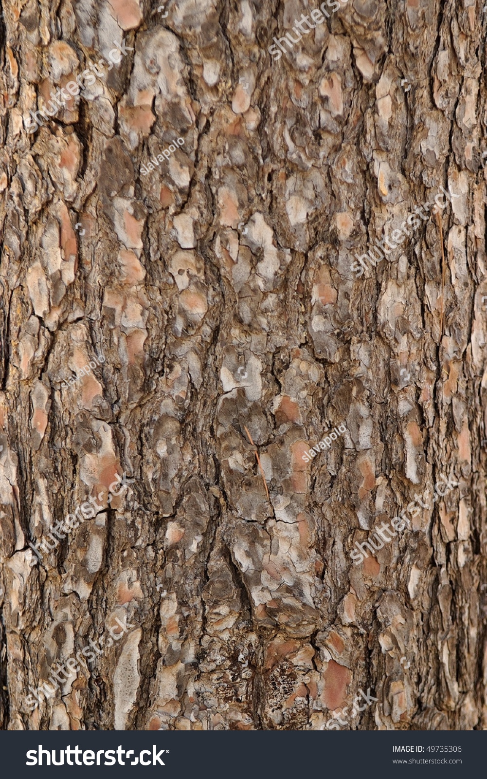 Pine Tree Bark Texture Stock Photo (Edit Now) 49735306