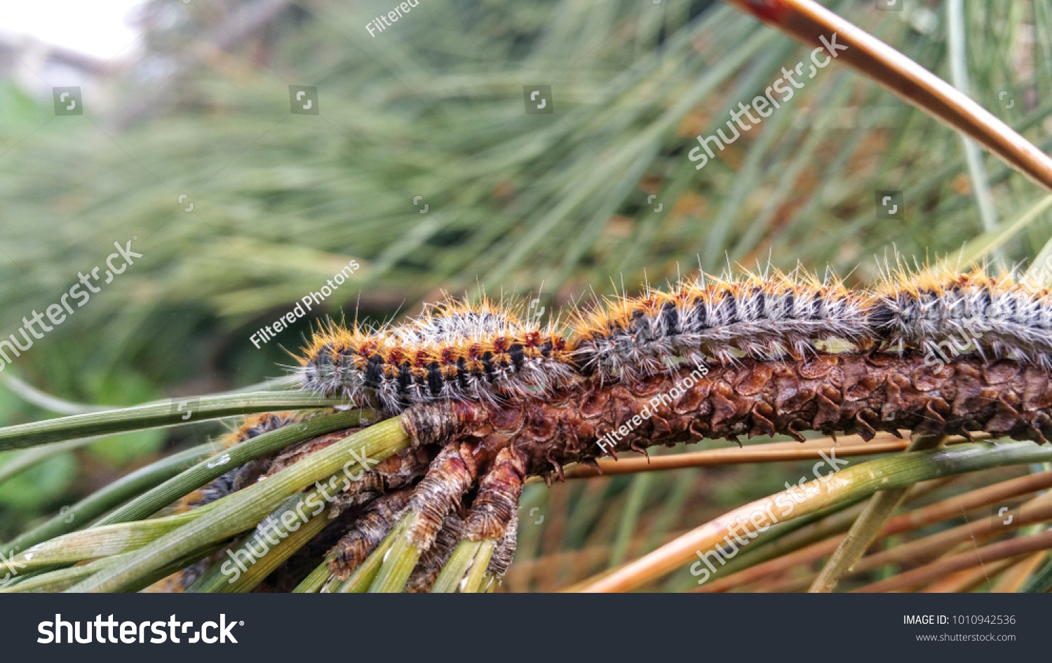 434 imágenes de Black spiky caterpillar - Imágenes, fotos y vectores de ...