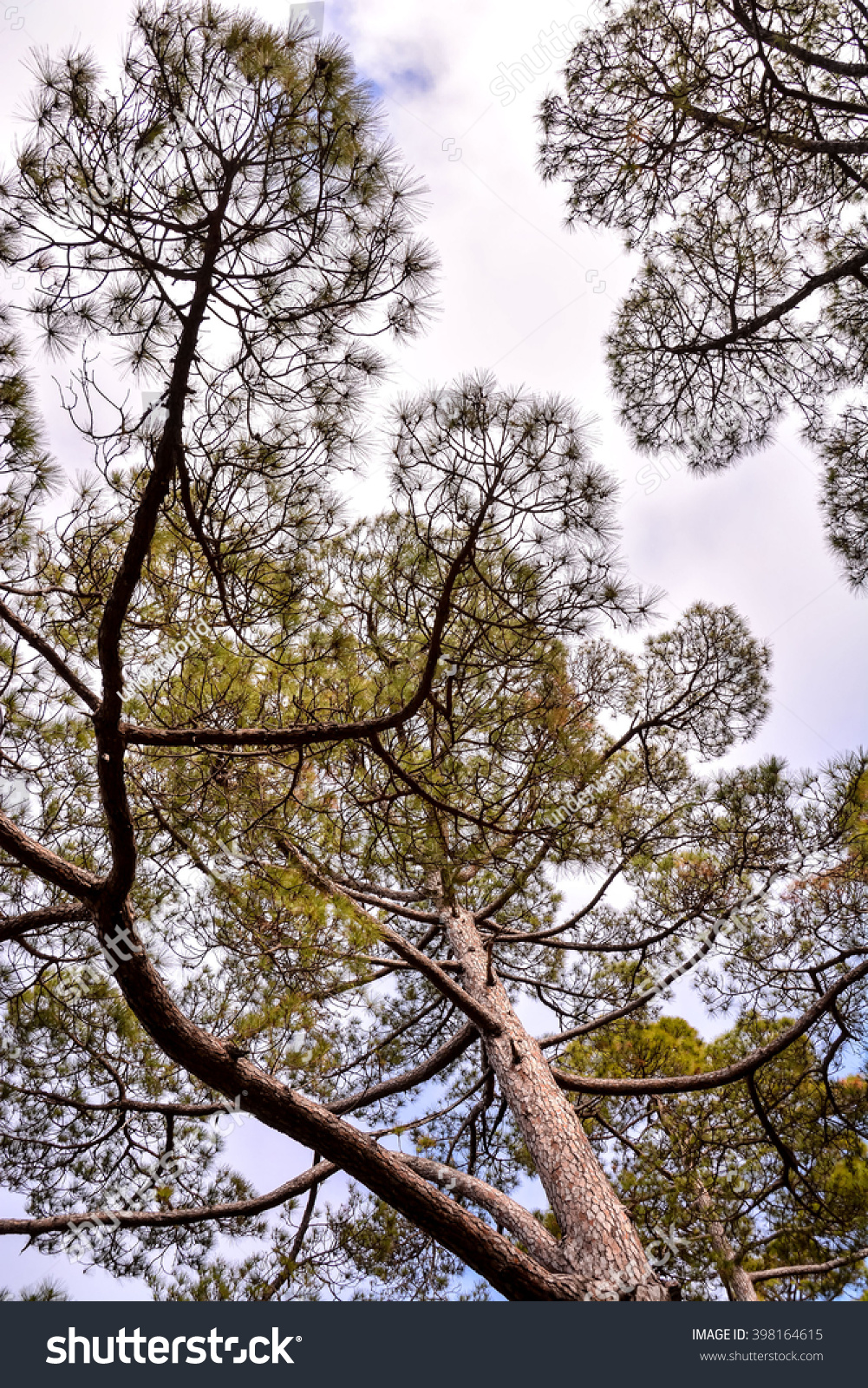 Pine Tree View Stock Photo 398164615 | Shutterstock