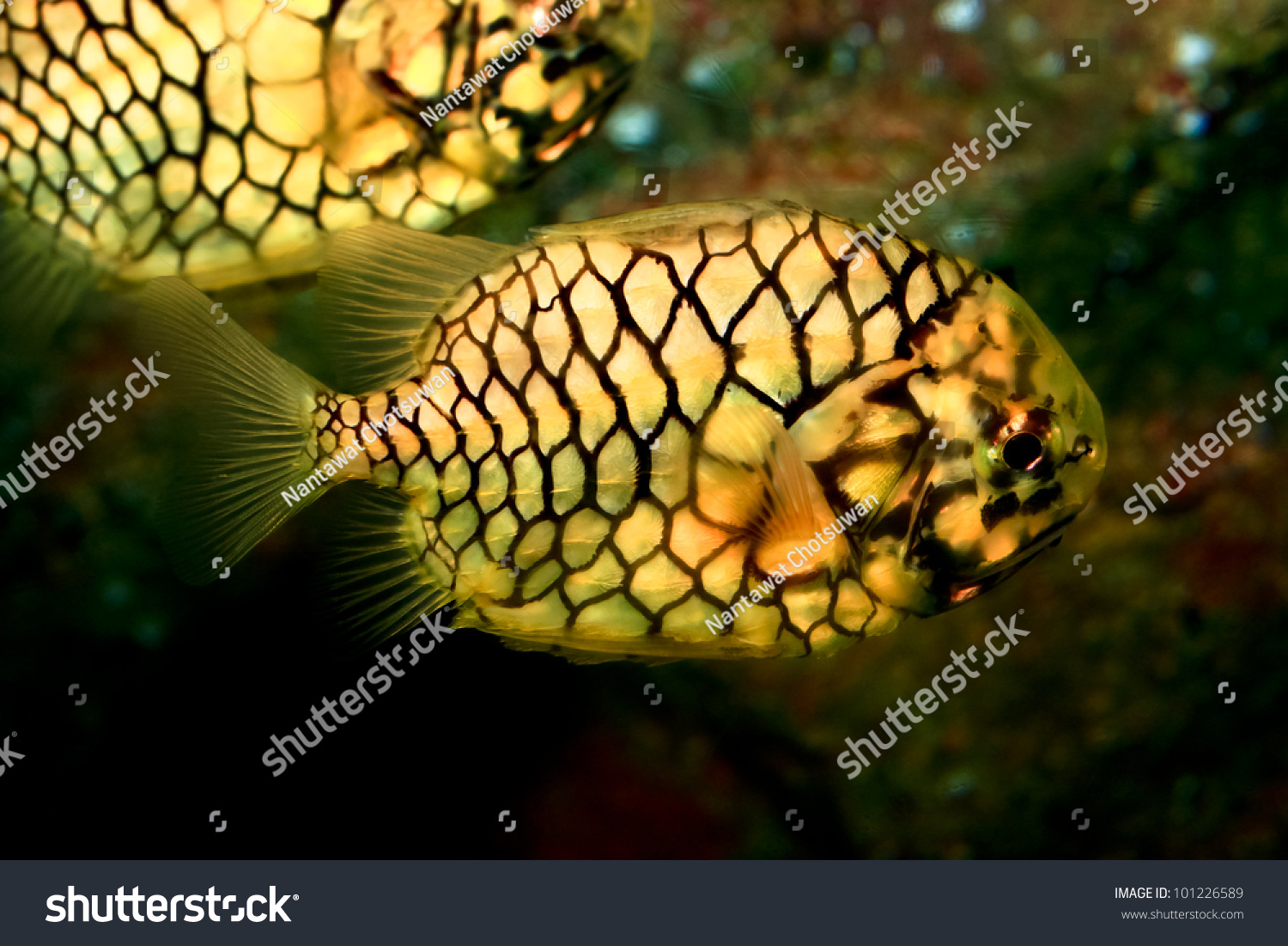Pinecone fish 272 รายการ ภาพ ภาพสต็อกและเวกเตอร์ | Shutterstock