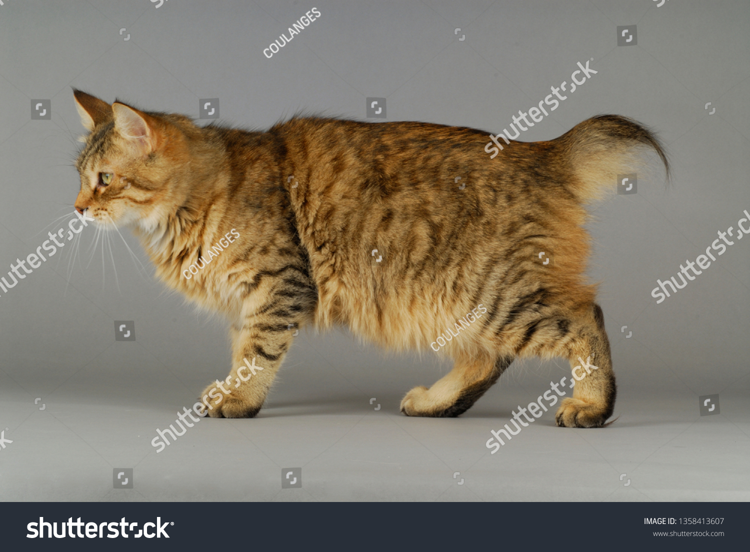 319 Pixie cat Images, Stock Photos & Vectors | Shutterstock