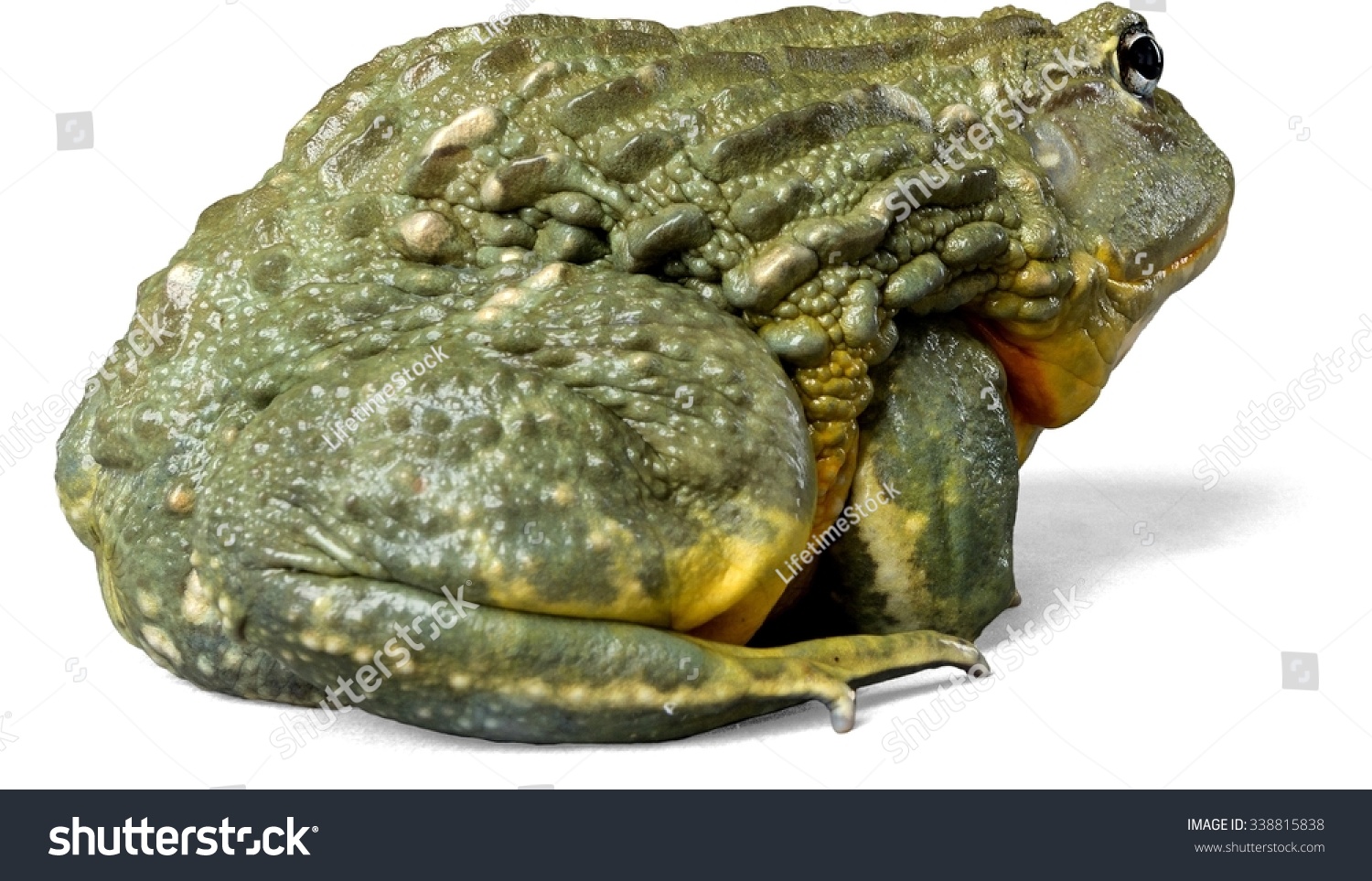 Pixie Frog Back View Stock Photo 338815838 | Shutterstock