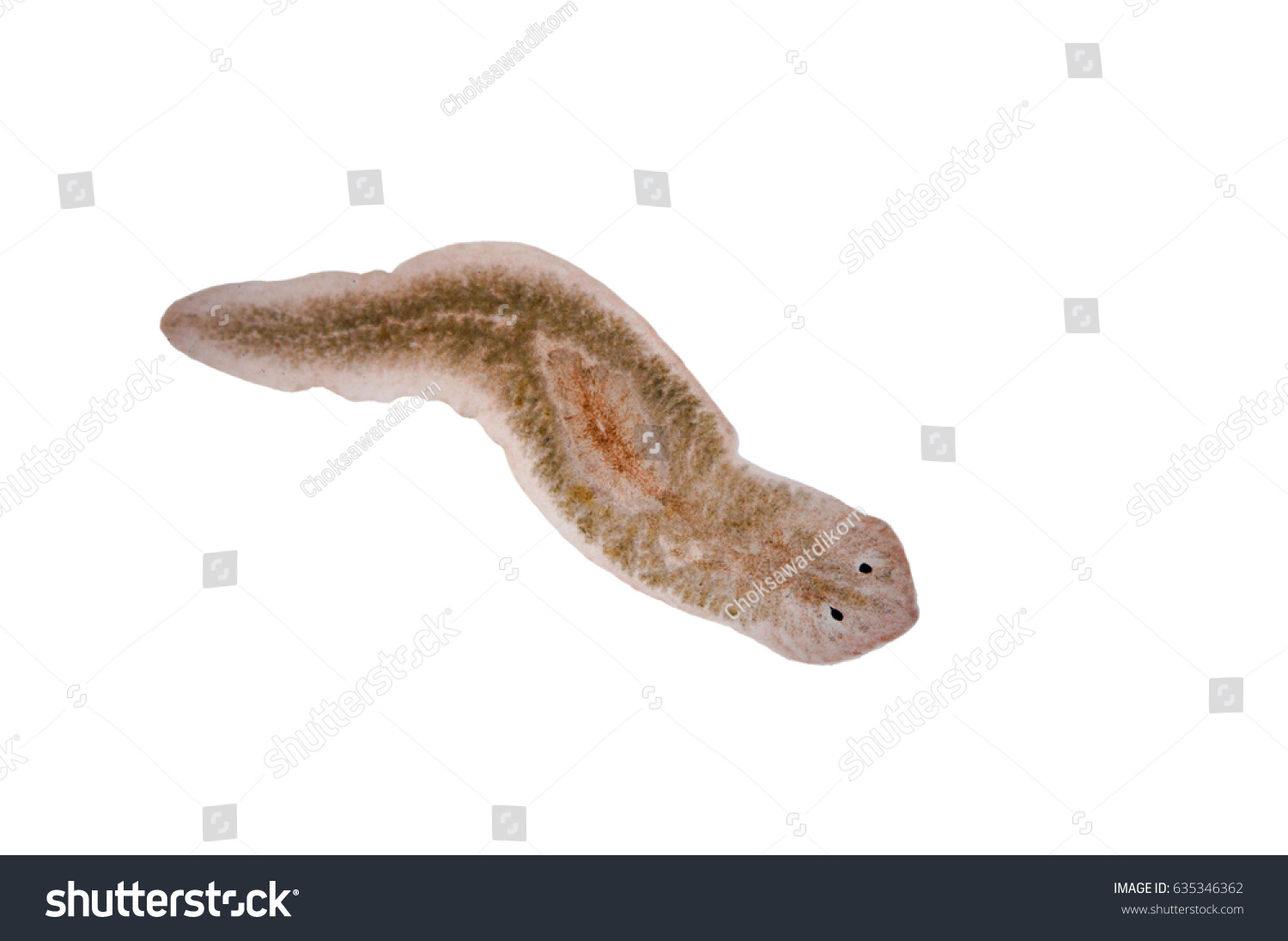 Planaria Flatworm Under Microscope View Stock Photo (Edit Now) 635346362