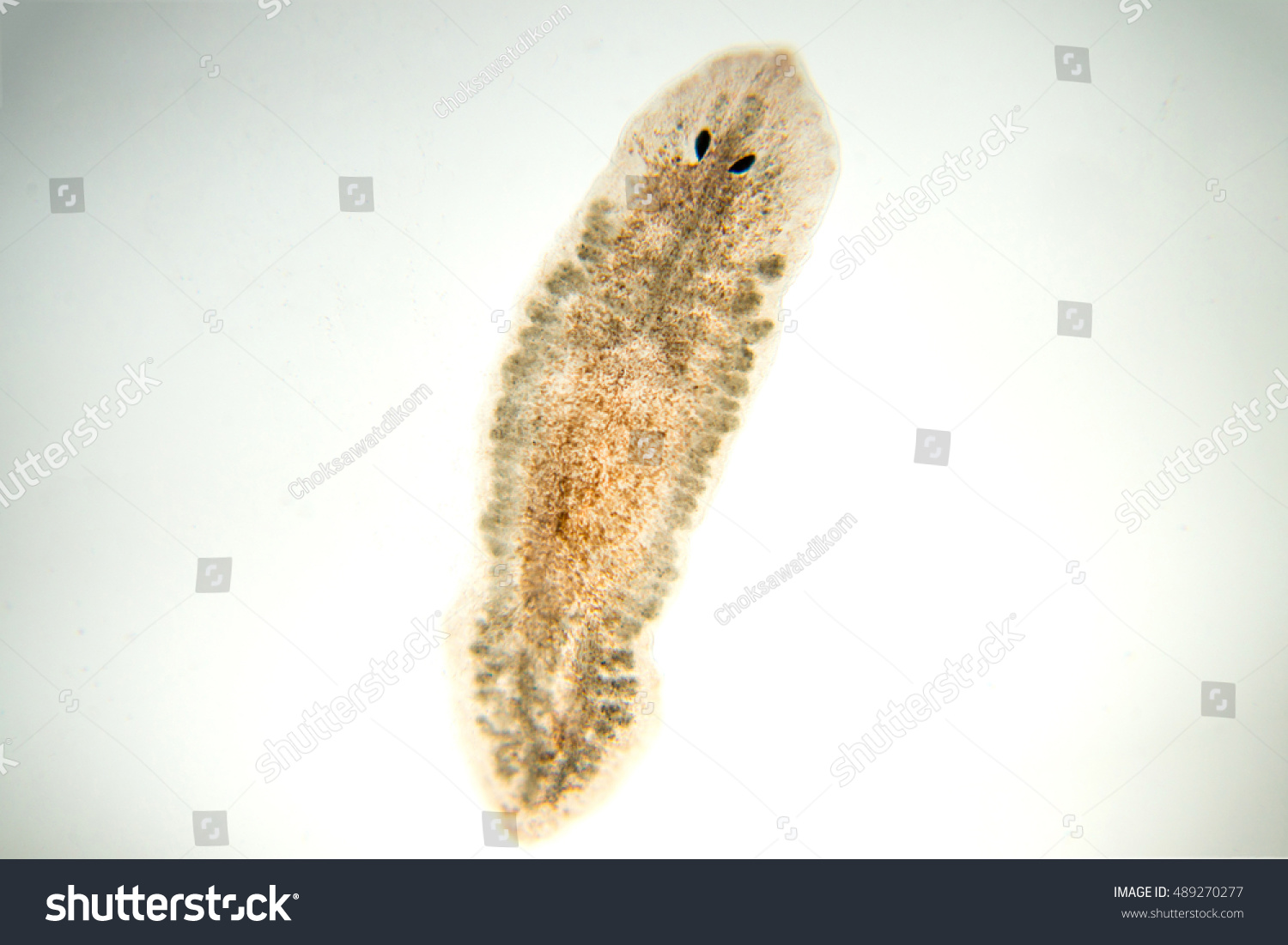 Planaria Flatworm Under Microscope Viewsoft Focus Stock Photo (Edit Now ...