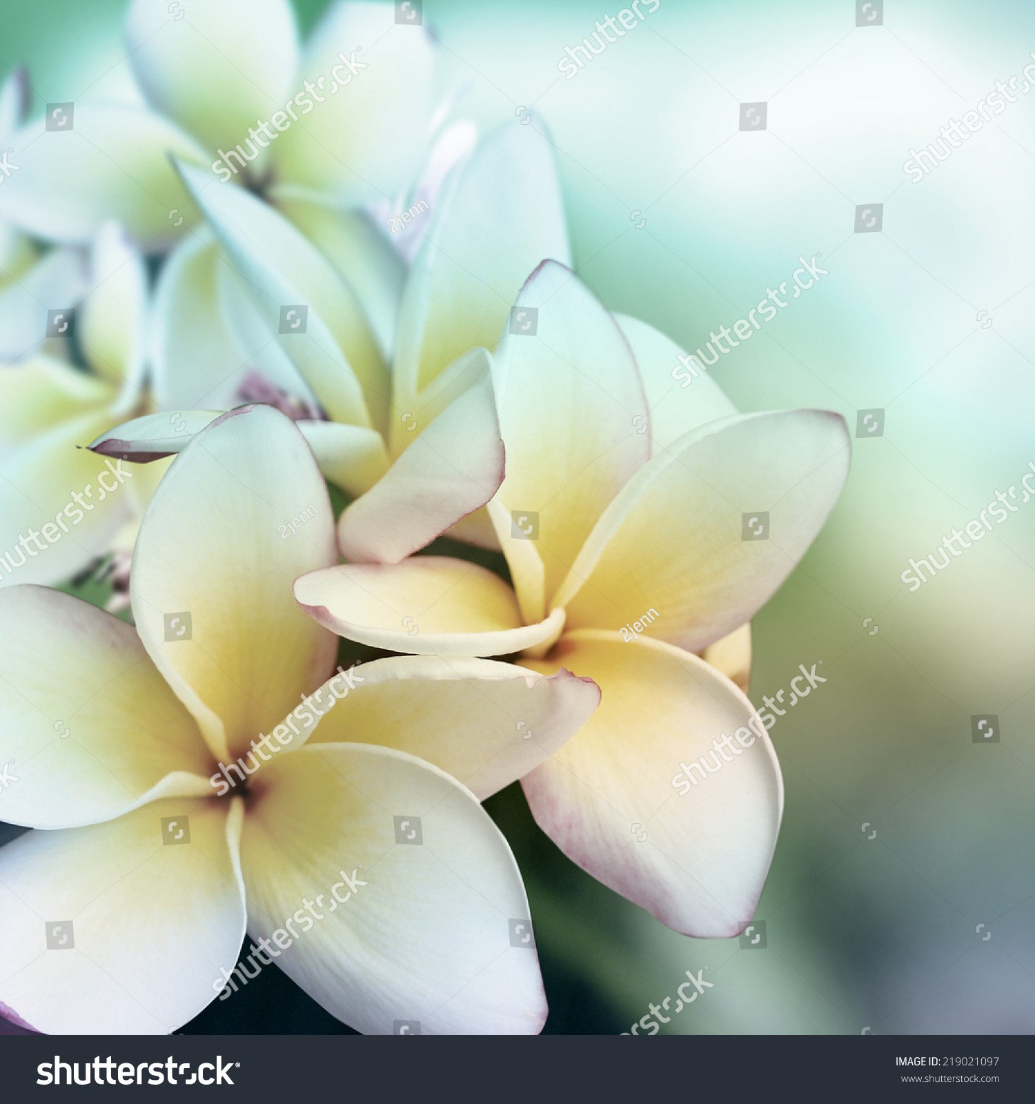 Plumeri Flower Background Stock Photo 219021097 | Shutterstock