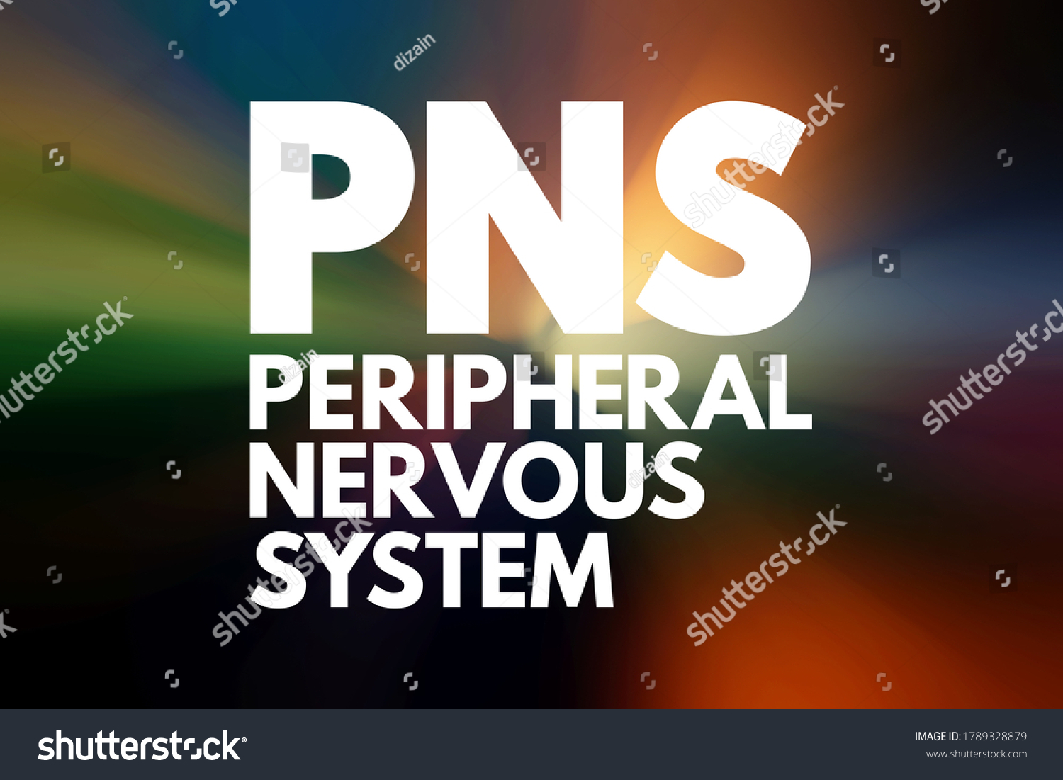 Pns Peripheral Nervous System Responsible Relaying Stock Illustration ... Pns Peripheral Nervous System Responsible Relaying Stock Illustration ...