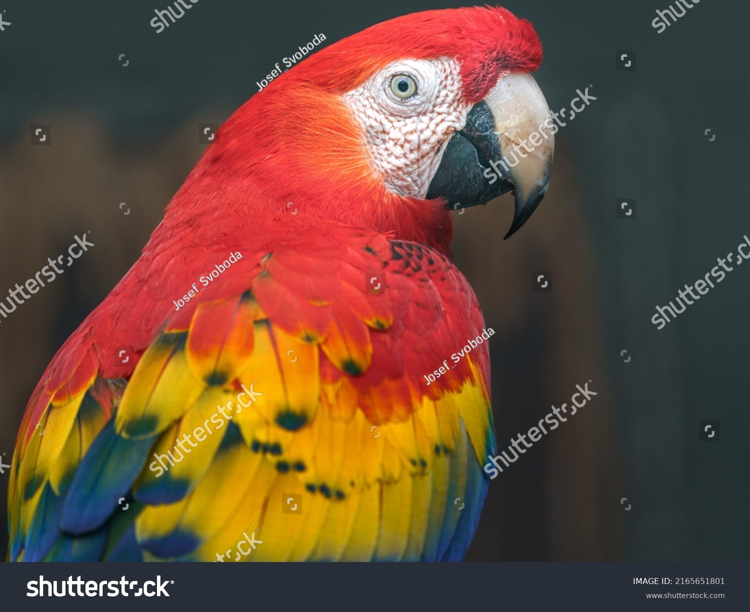Portrait Scarlet Macaw Zoo Stock Photo 2165651801 | Shutterstock Portrait Scarlet Macaw Zoo Stock Photo 2165651801 | Shutterstock
