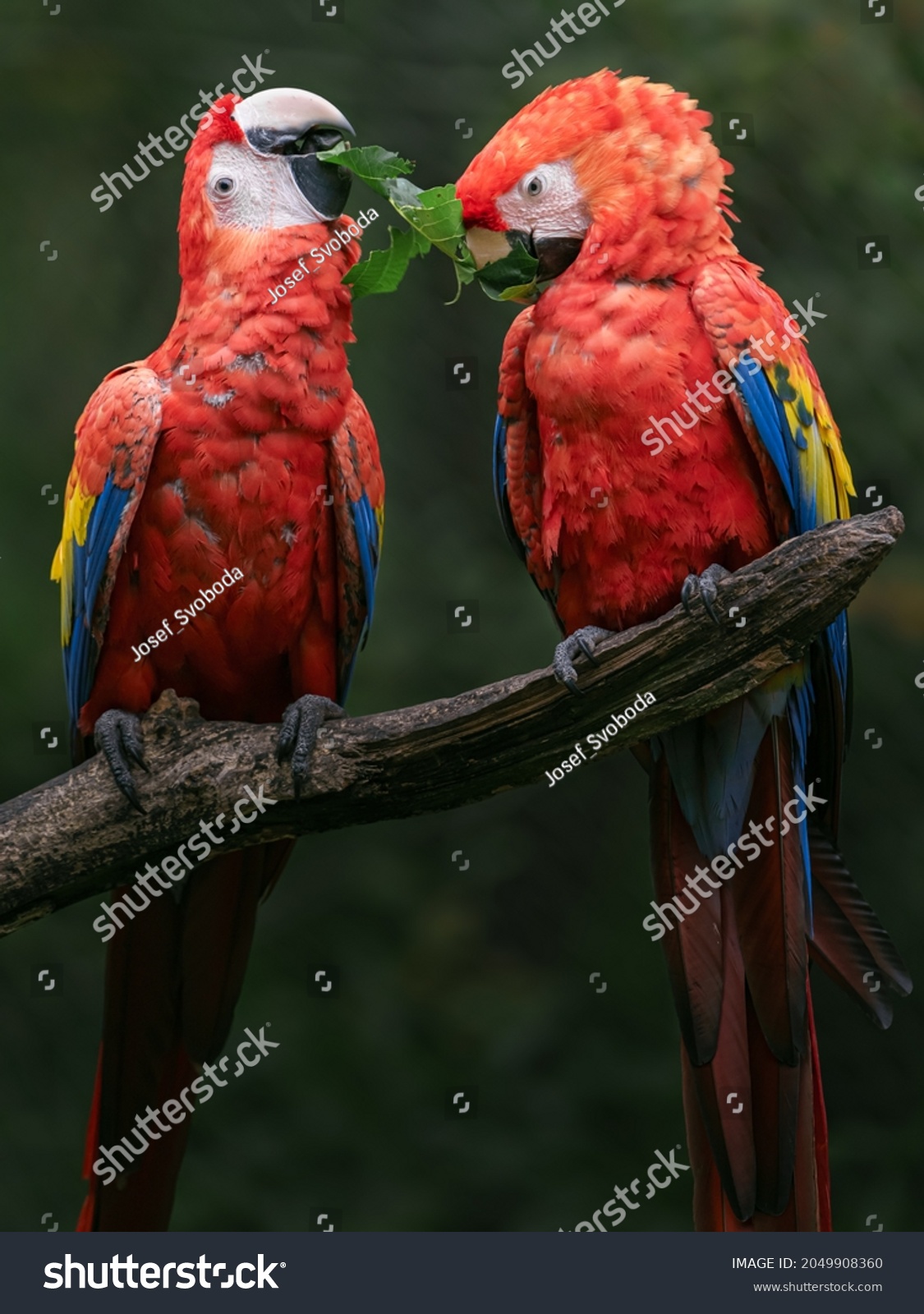 Portrait Scarlet Macaw On Branch Stock Photo 2049908360 | Shutterstock Portrait Scarlet Macaw On Branch Stock Photo 2049908360 | Shutterstock