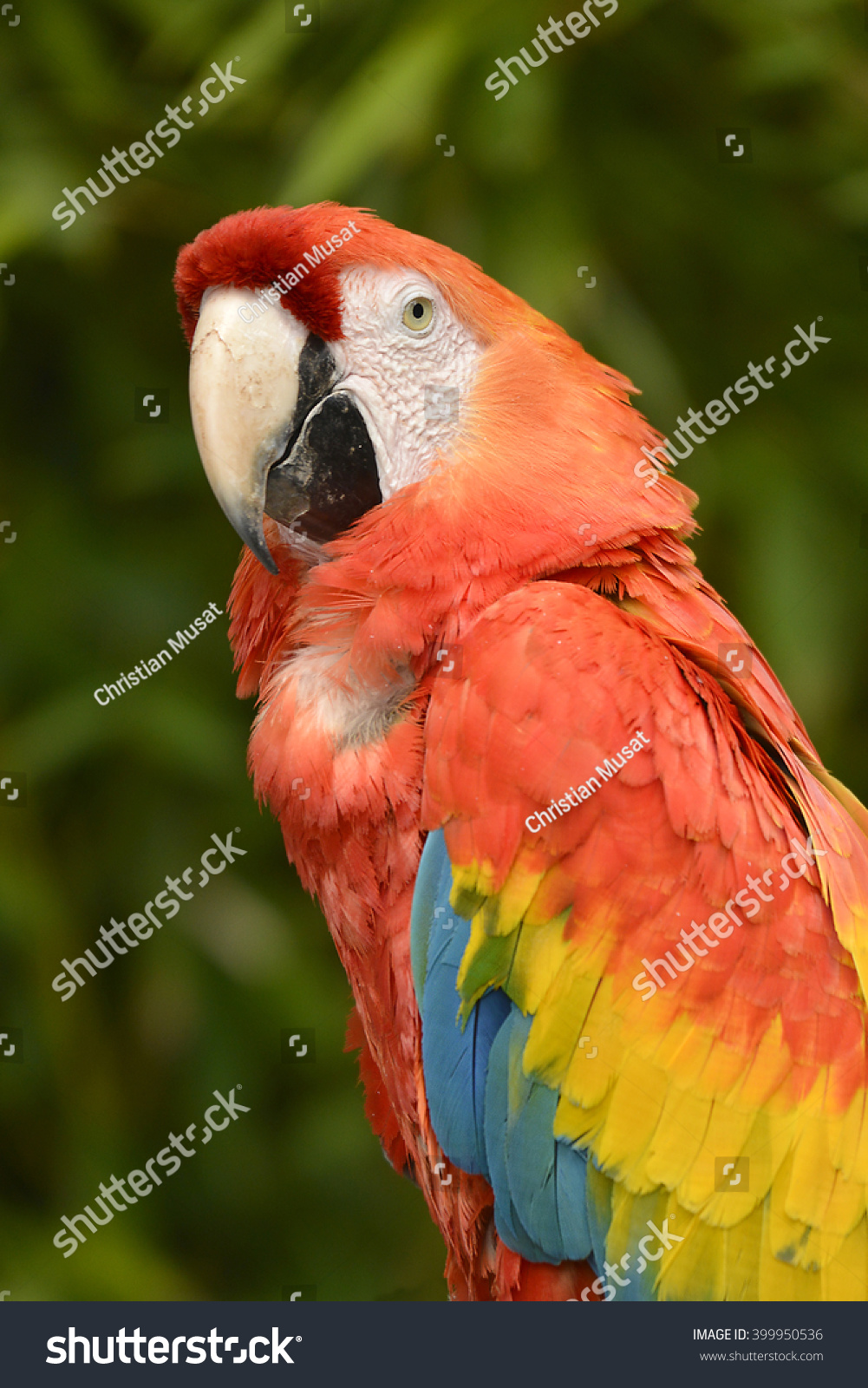 Portrait Scarlet Macaw Ara Macao Stock Photo 399950536 | Shutterstock Portrait Scarlet Macaw Ara Macao Stock Photo 399950536 | Shutterstock