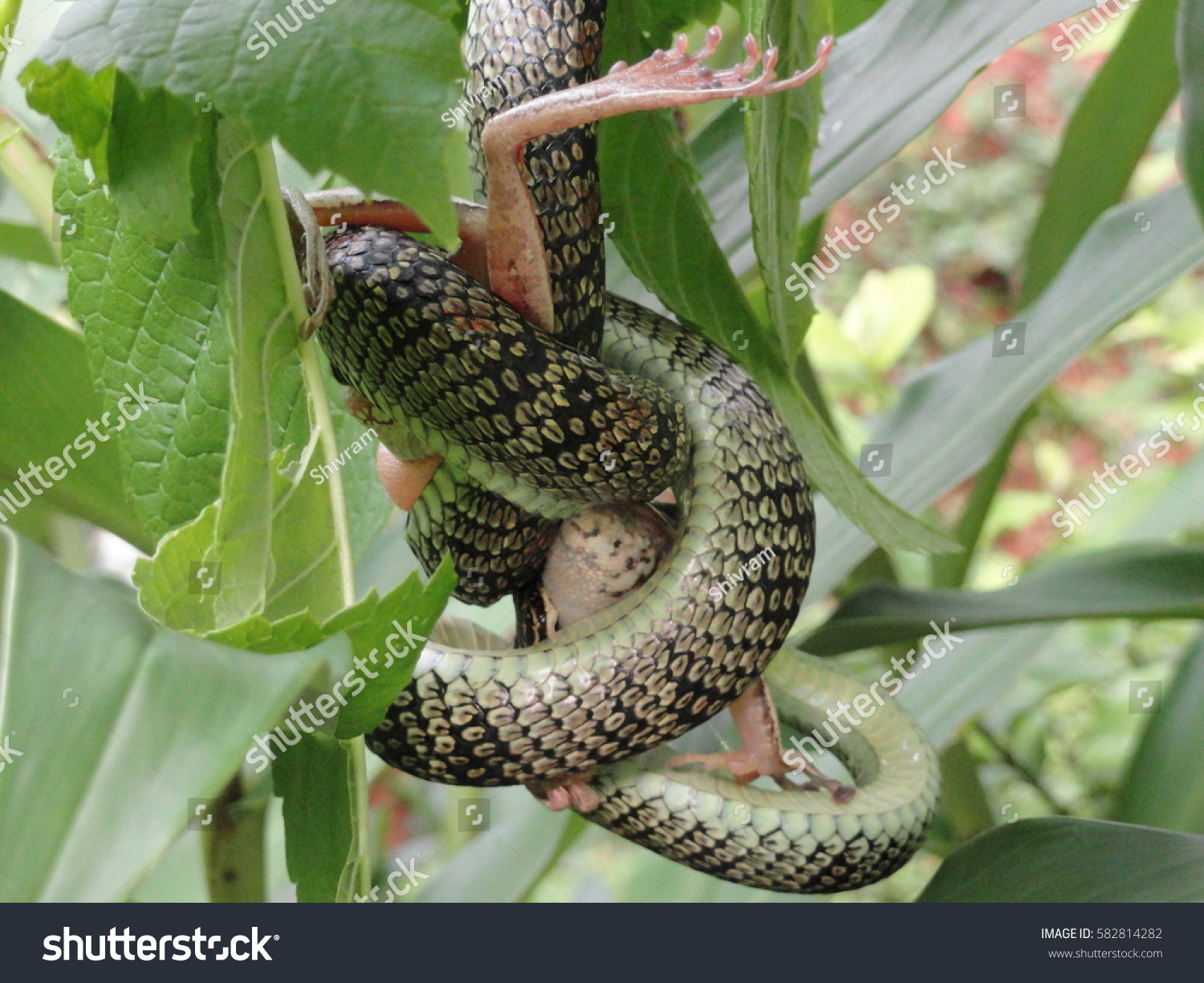 Snake strangles frog: 2 billeder, stock-fotos og -vektorer | Shutterstock