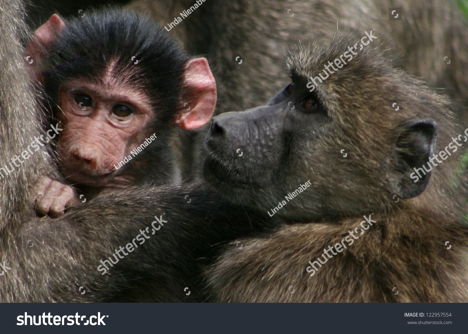 Primal Faces Stock Photo (Edit Now) 122957554