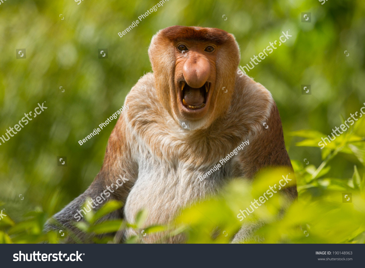 Proboscis Monkey Stock Photo 190148963 | Shutterstock